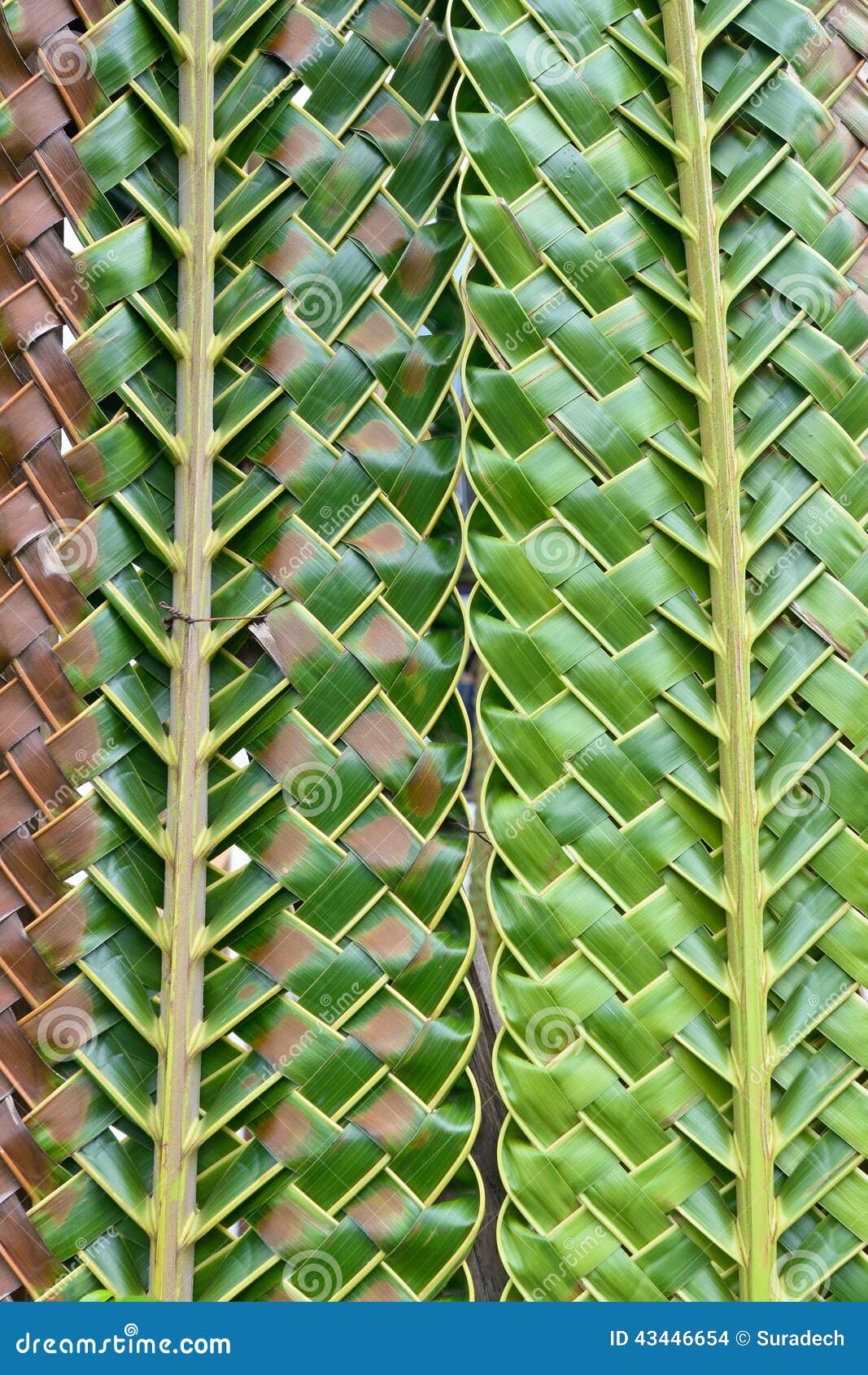 Coconut Leaf Stock Photo - Image: 43446654