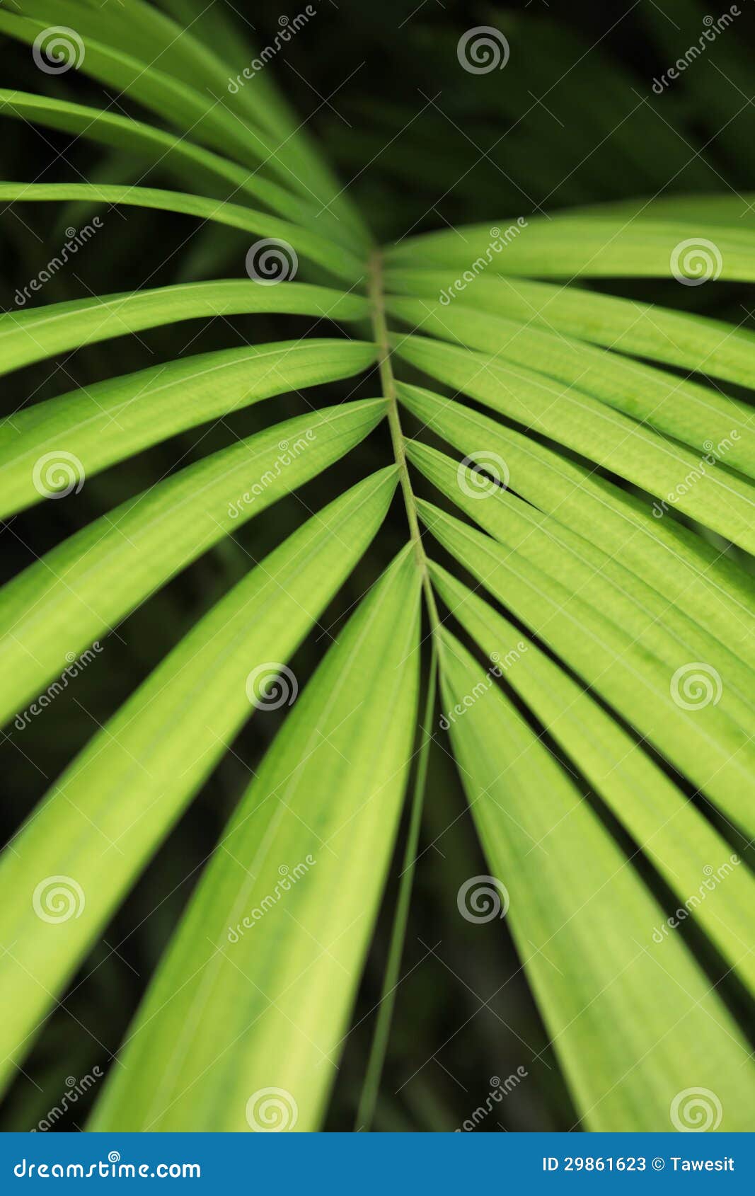 Coconut leaf background stock image. Image of daylight - 29861623