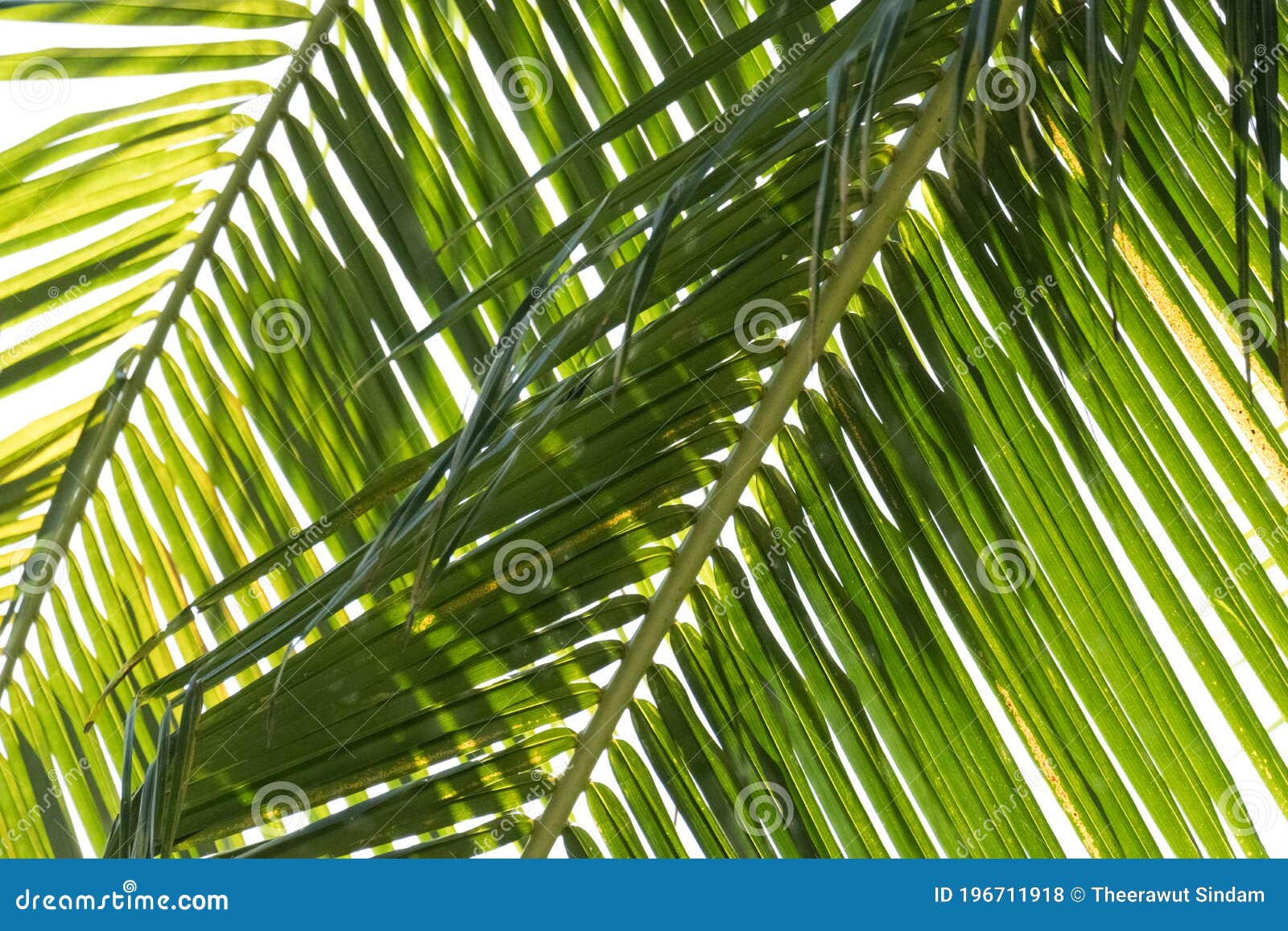 Coconut Leaf Background Texture, Palm Leaf Stock Photo - Image of ...