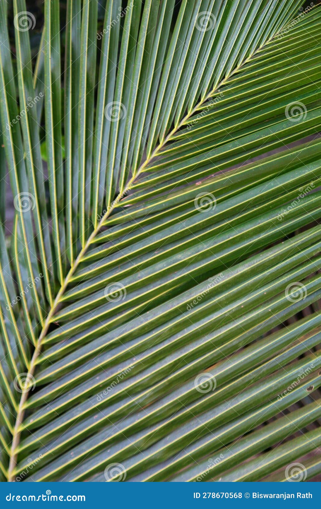 Coconut Leaf in Different Pattern Design Nature Background HD Stock ...