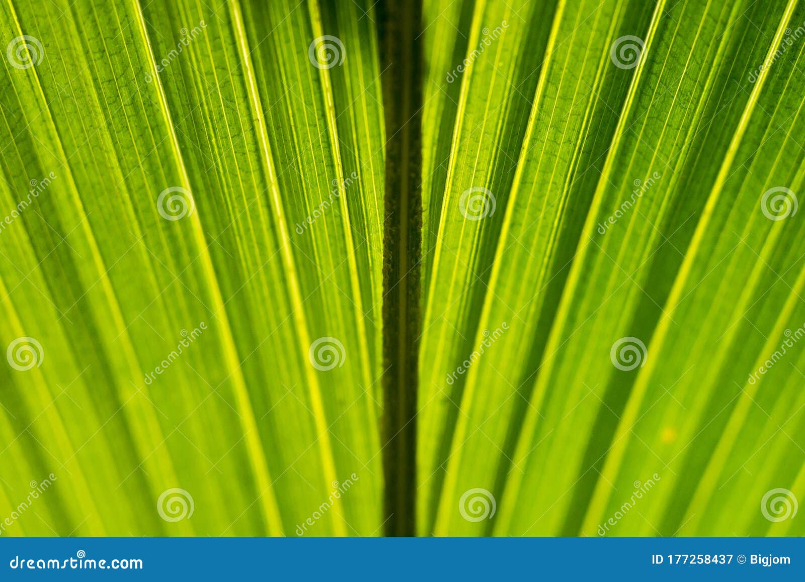Coconut Leaf, Light and Shadow, Abstract Stock Image - Image of ...