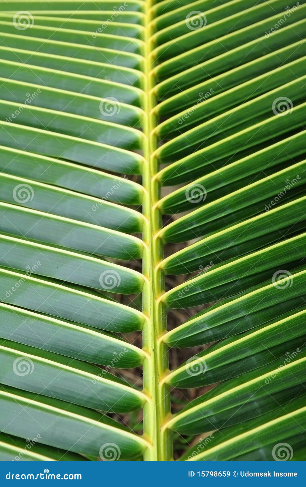 Coconut Leaf Pattern Detail Stock Image - Image of garden, outdoors ...
