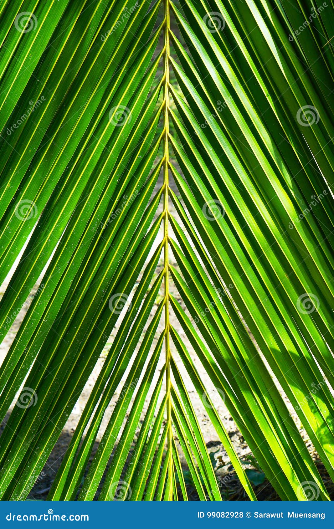 Coconut leaf pattern stock photo. Image of close, plant - 99082928