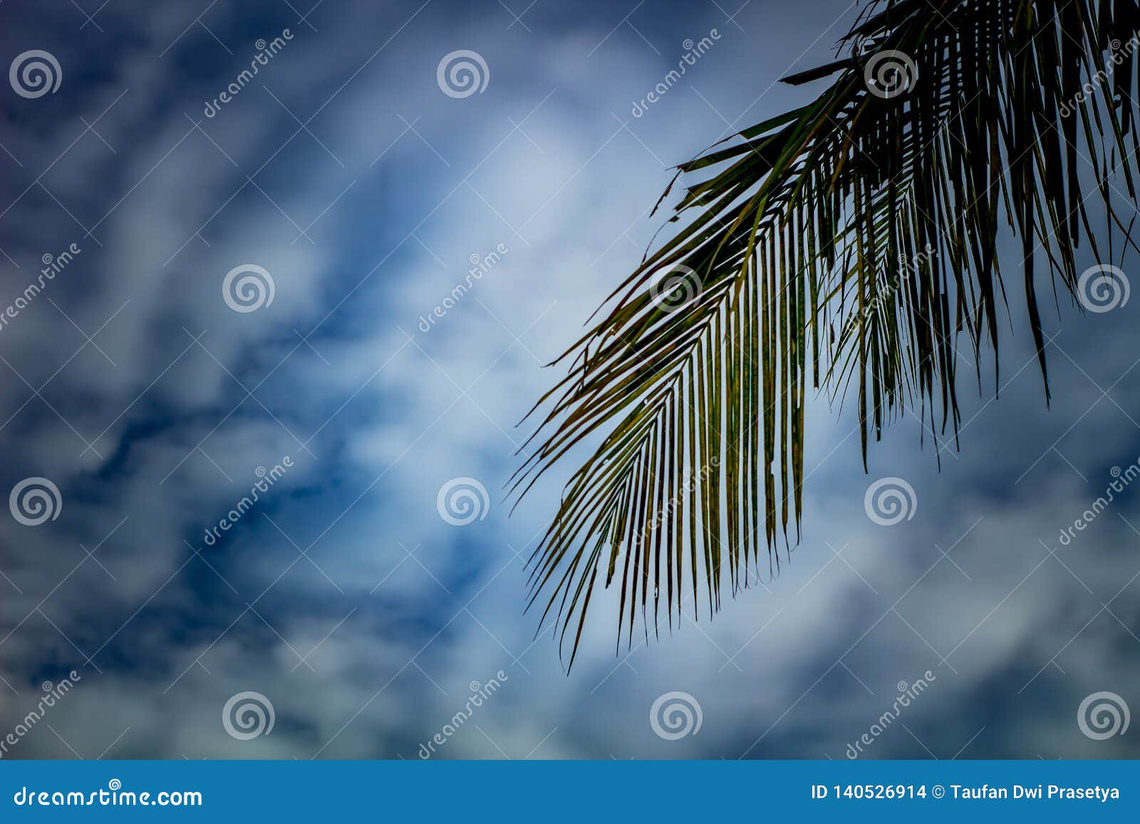 Coconut Leaf and Sky Wallpaper Stock Photo - Image of afternoon, beauty ...