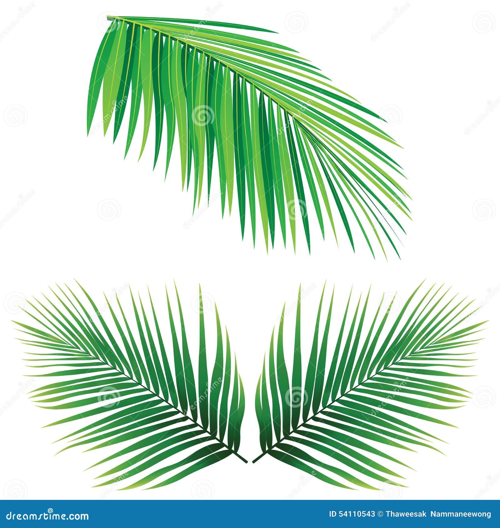 Coconut Leaf Vector stock vector. Illustration of tree - 54110543 Coconut Leaf Vector stock vector. Illustration of tree - 54110543