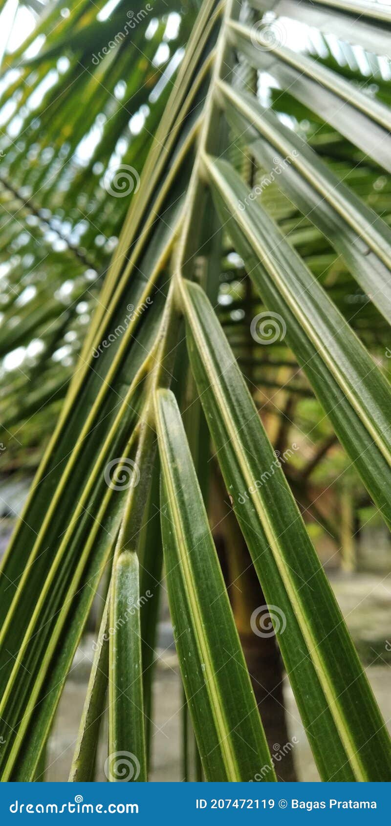 Coconut leave stock image. Image of grass, plant, tropics - 207472119