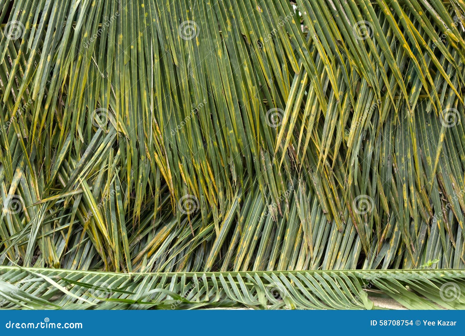 Coconut leave fence stock photo. Image of cycas, curl - 58708754