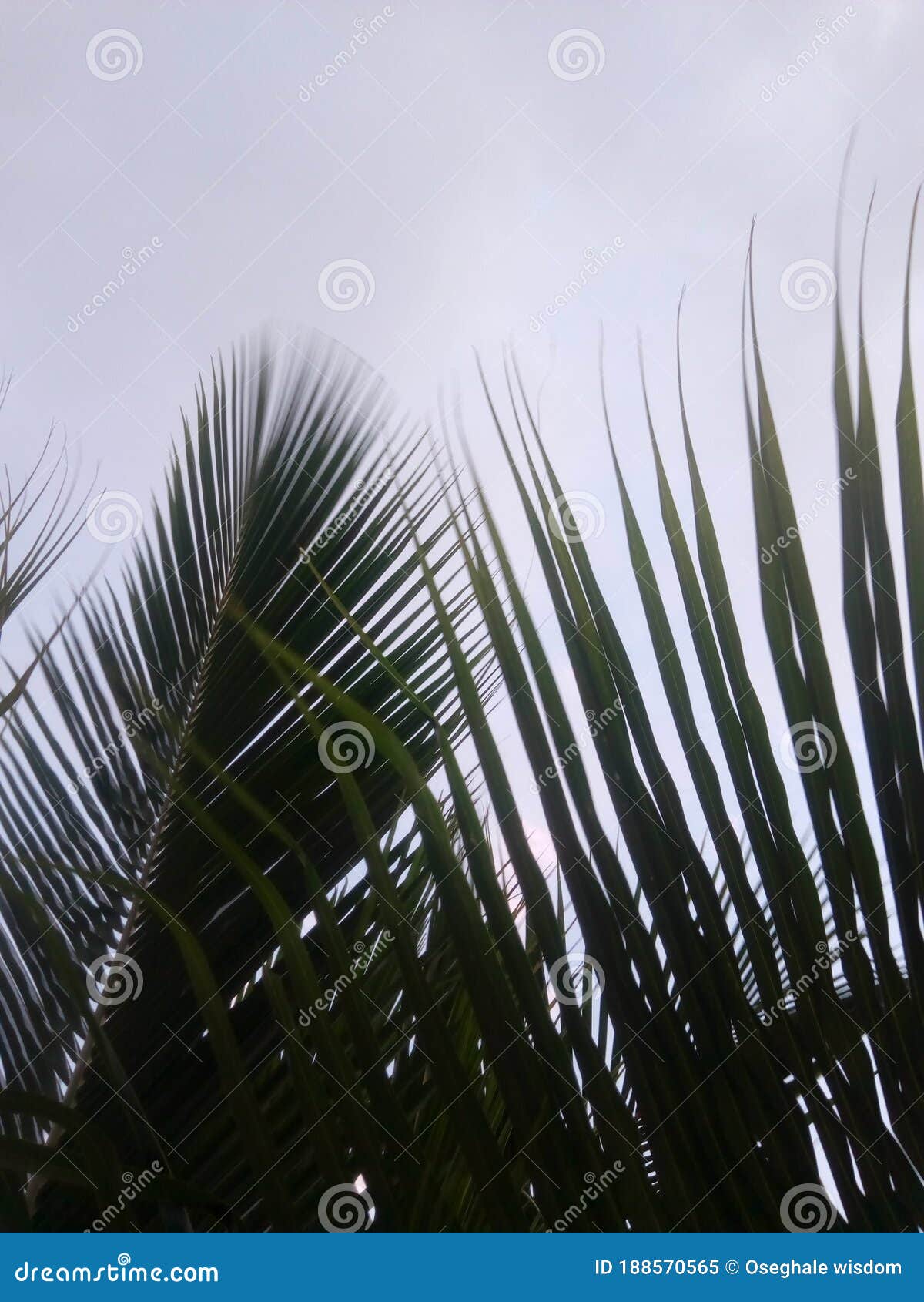 Coconut Leave Viewing the Sky Good for Wallpaper Stock Image - Image of ...