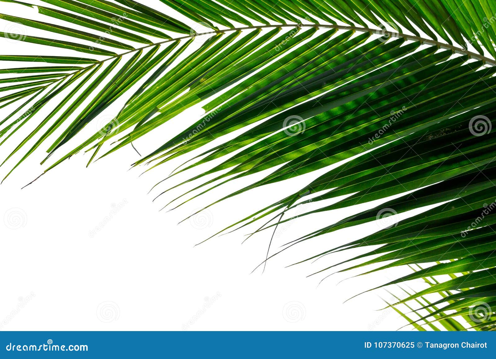 Coconut leaves background. stock image. Image of outdoor - 107370625