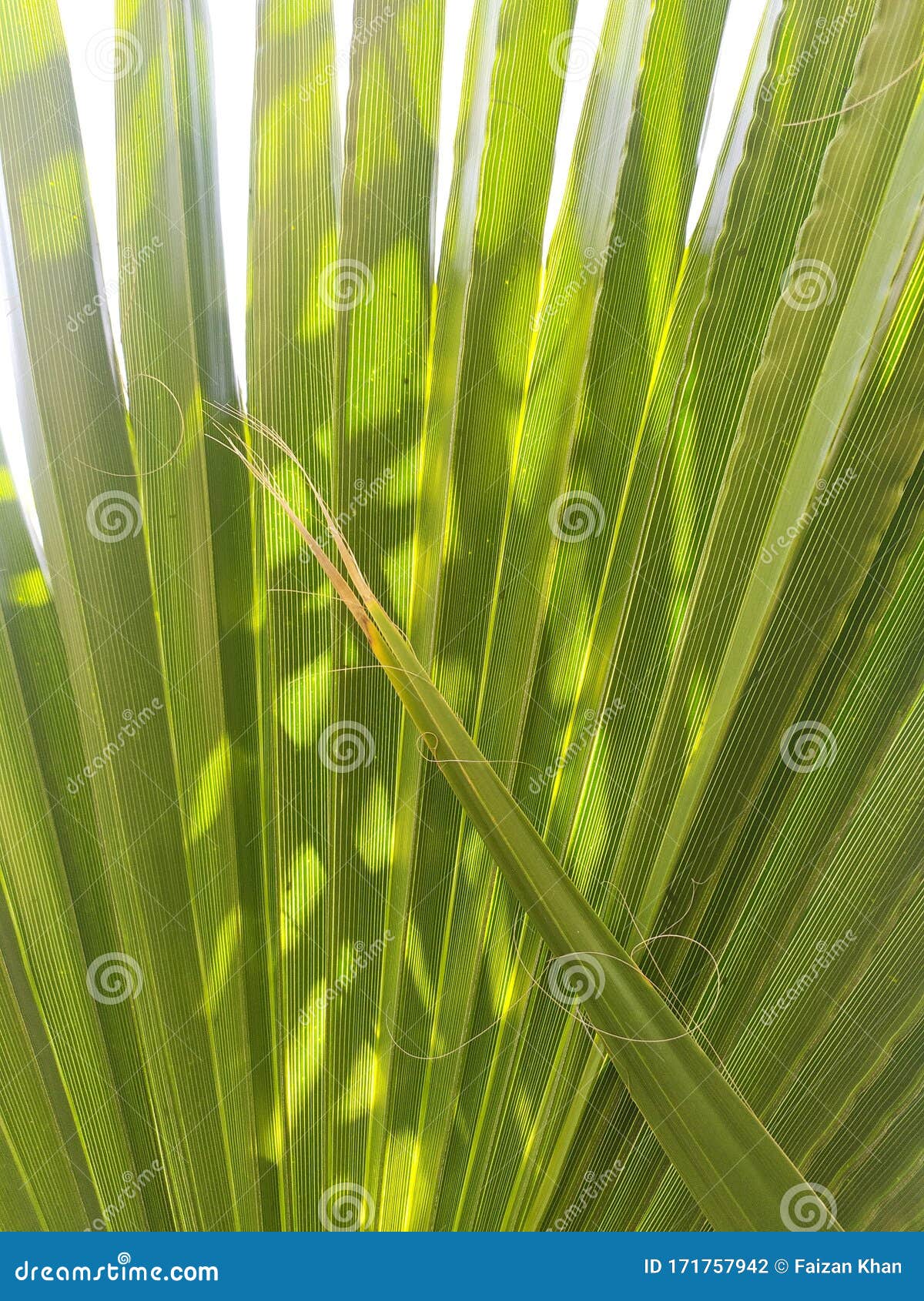 Coconut Leaves with Beautiful Backlit Sunlight and Shadow Patterns ...
