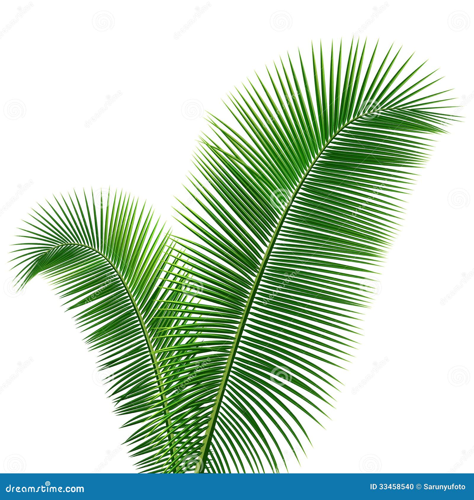 Coconut Leaves Design Background Stock Vector - Illustration of forest ...