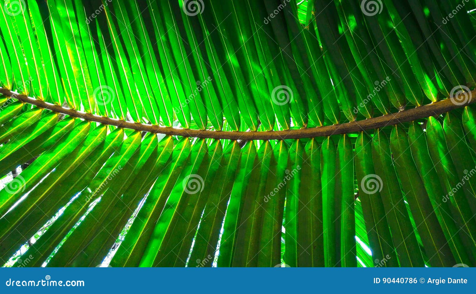 Coconut Leaves Forming Parallel Lines and Symmetry Stock Photo - Image ...