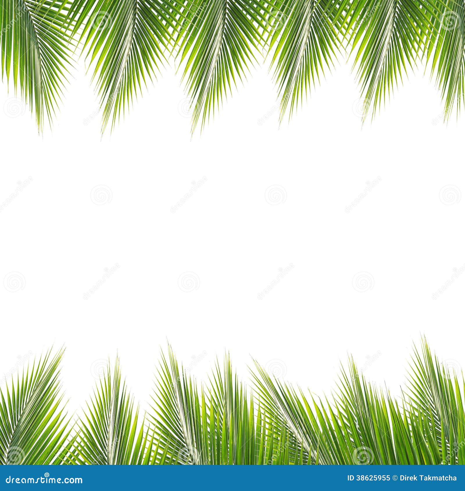 Coconut leaves frame stock image. Image of curly, arch - 38625955
