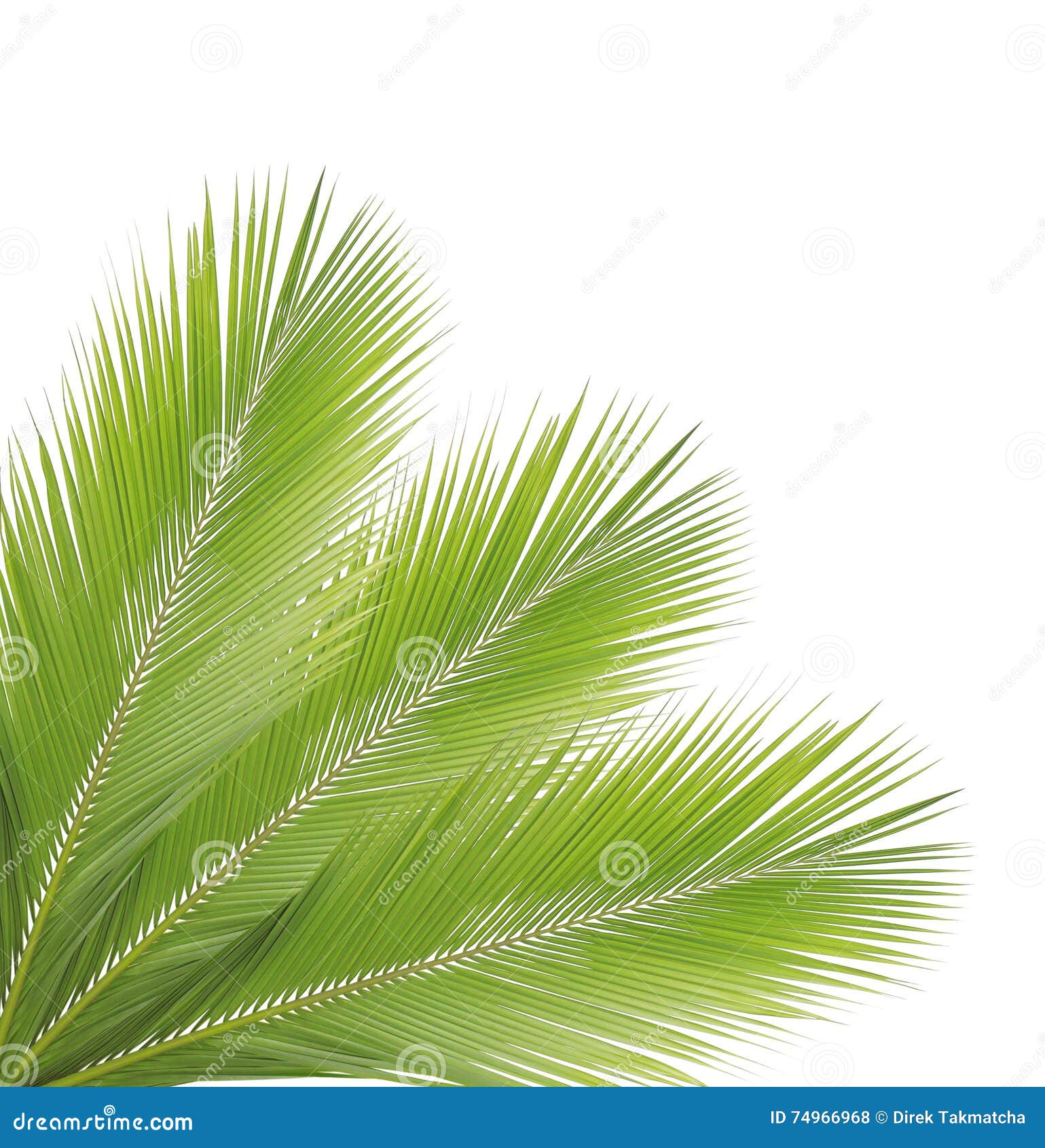 Coconut leaves isolated stock photo. Image of growth - 74966968