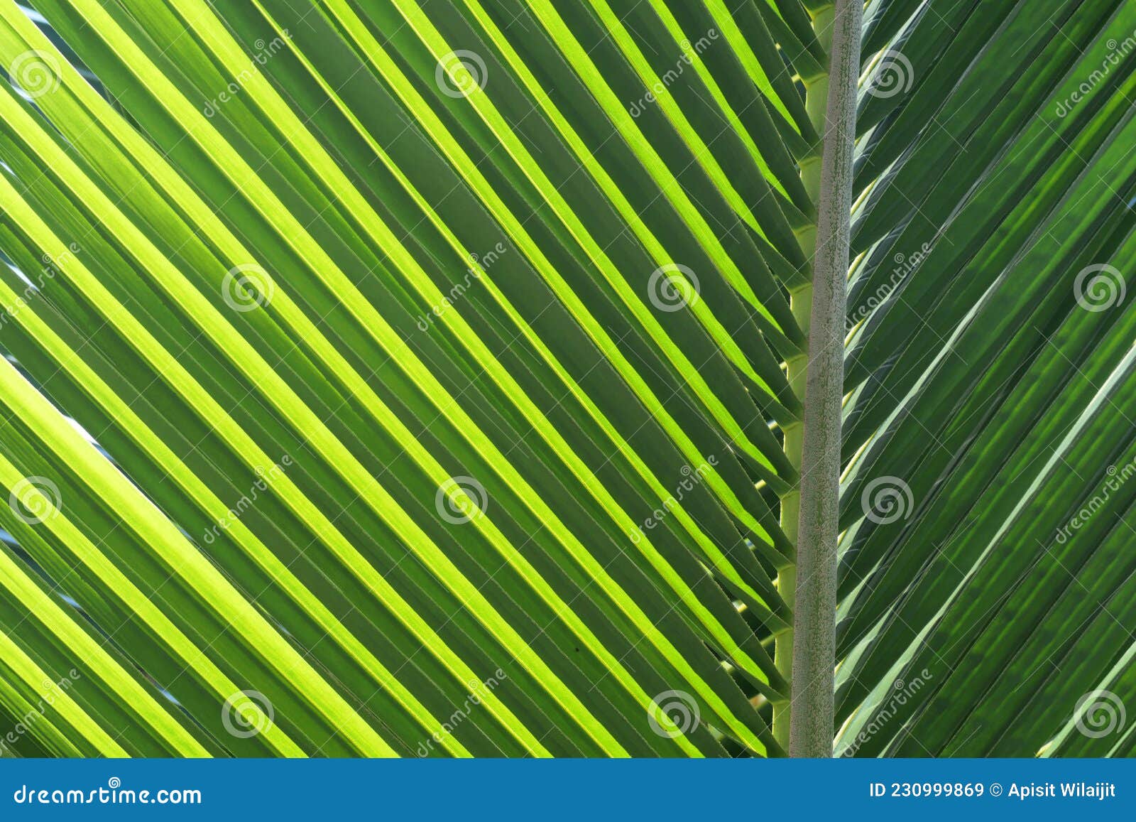 Coconut Leaves Plant Pattern for Nature Background. Stock Image - Image ...