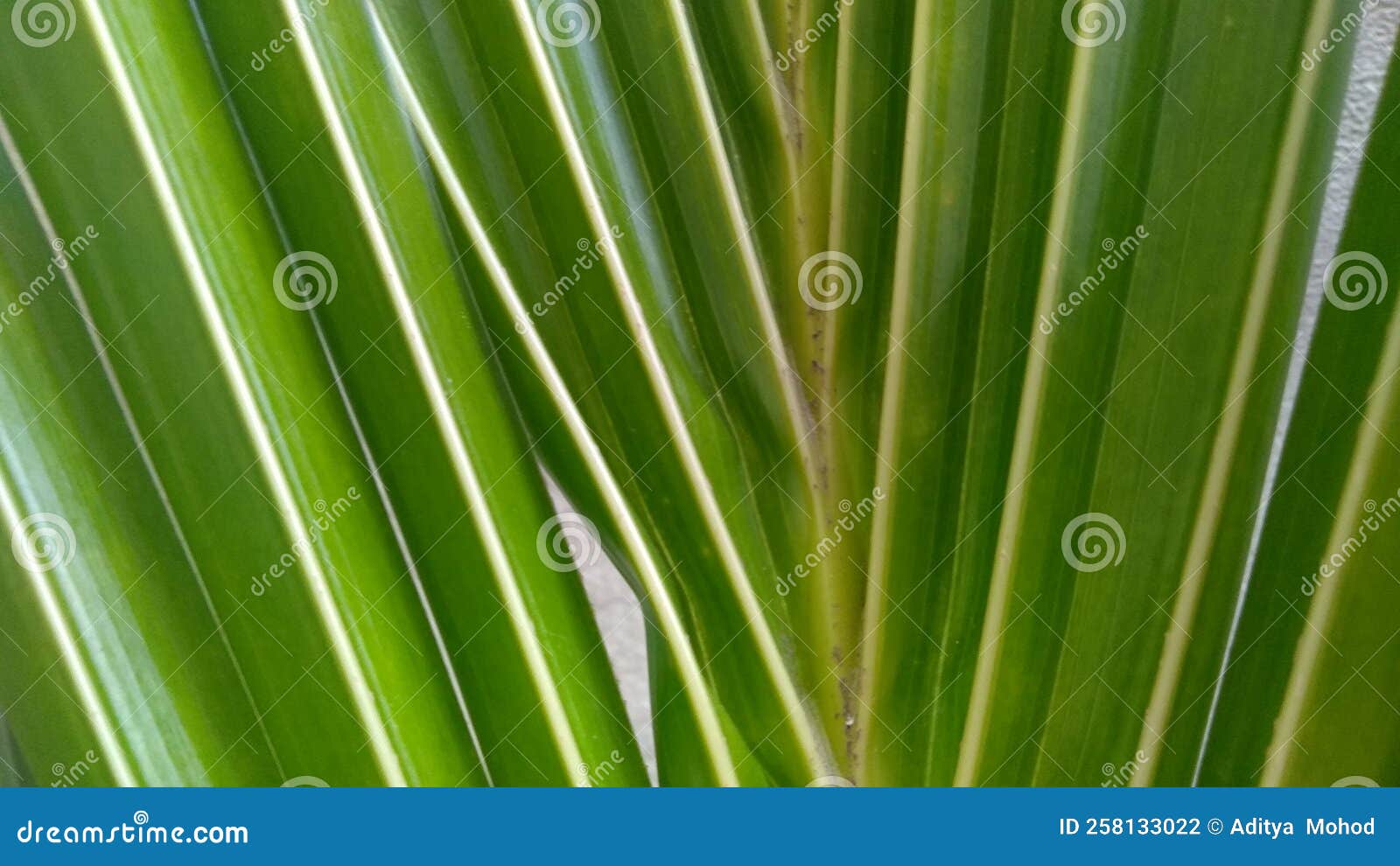 Coconut leaves stock photo. Image of background, brown - 258133022