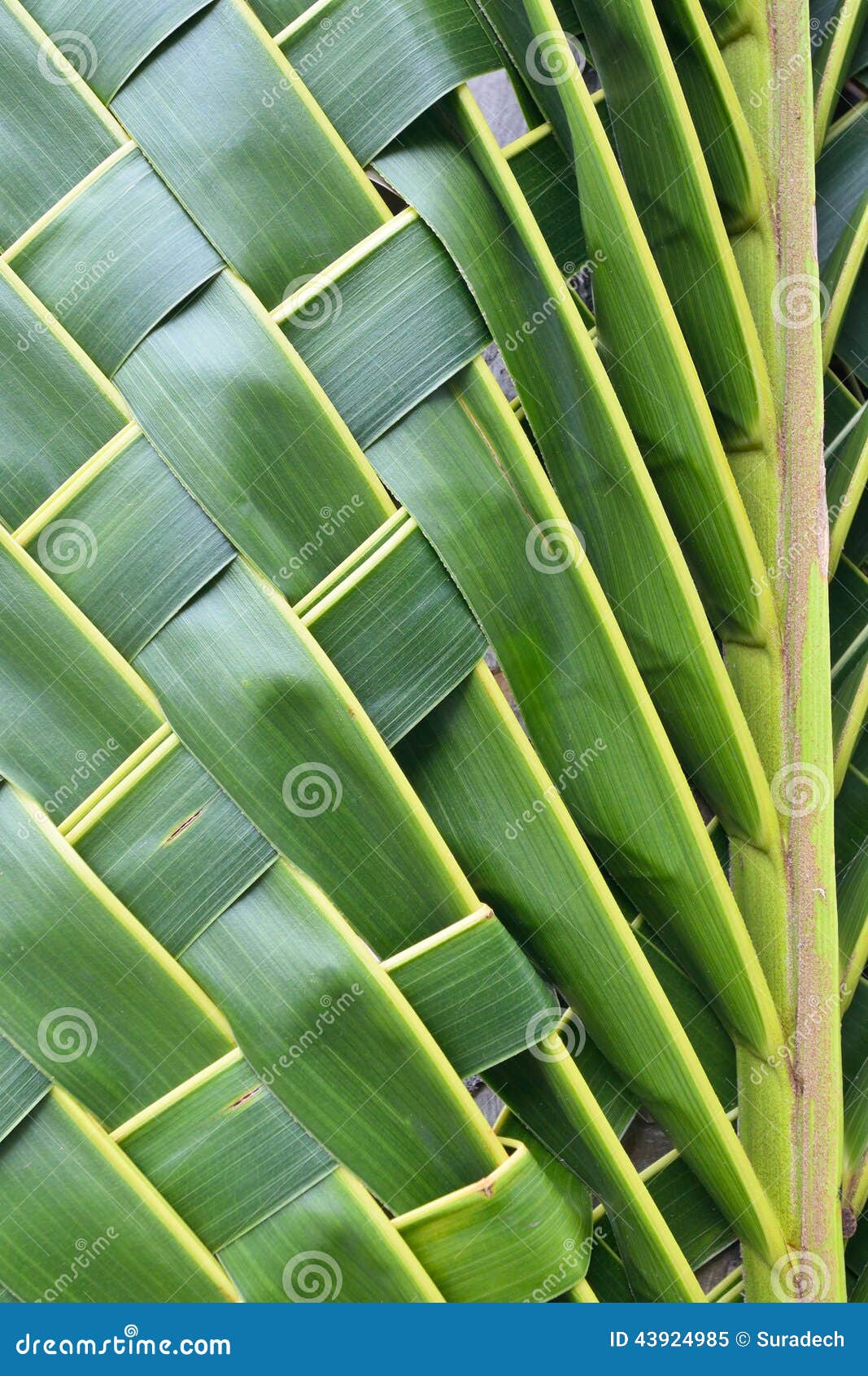 Coconut leaves weave stock image. Image of interlocked - 43924985