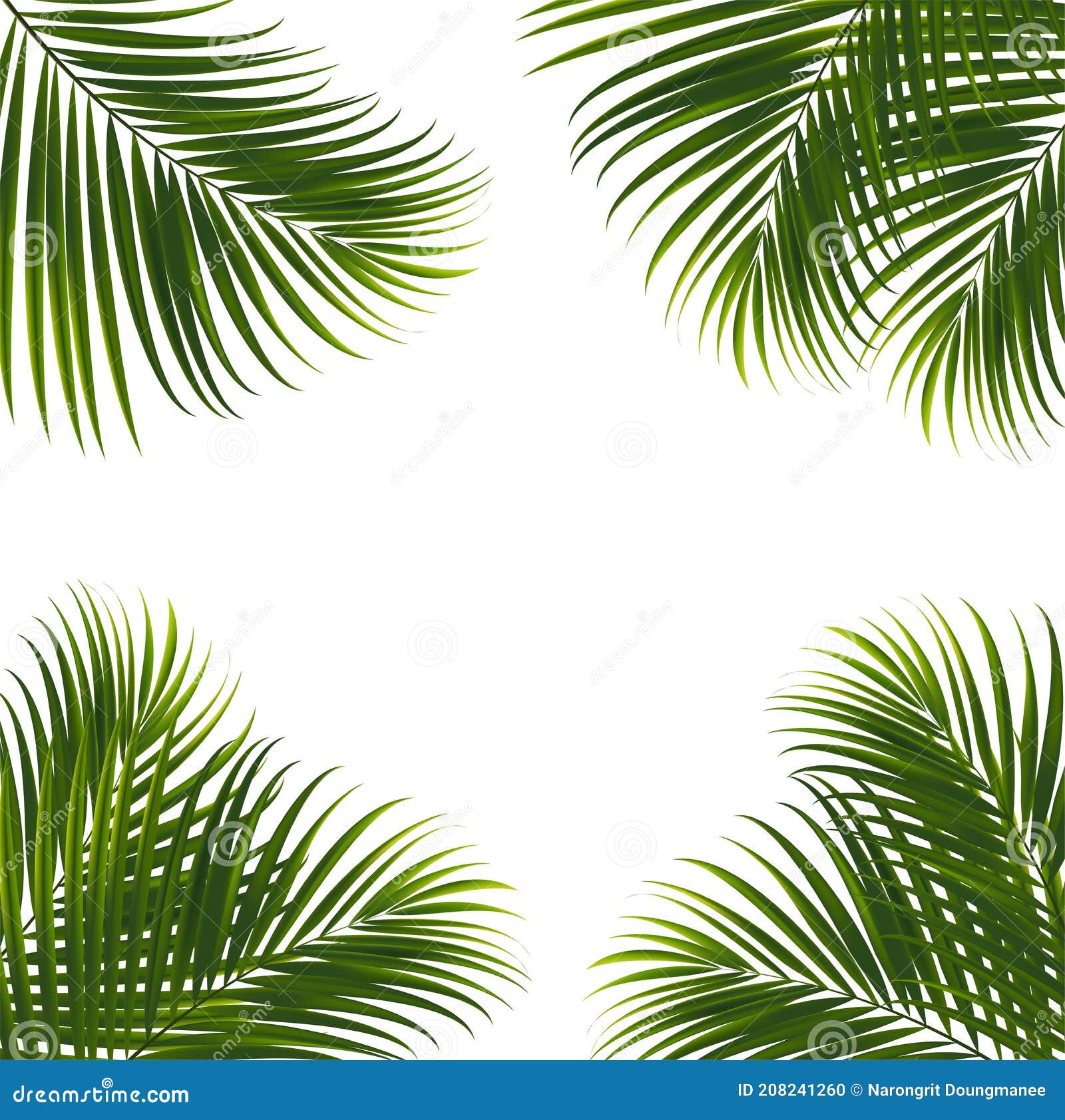 Coconut Leaves on White Background with Clipping Path for Tropical Leaf ...