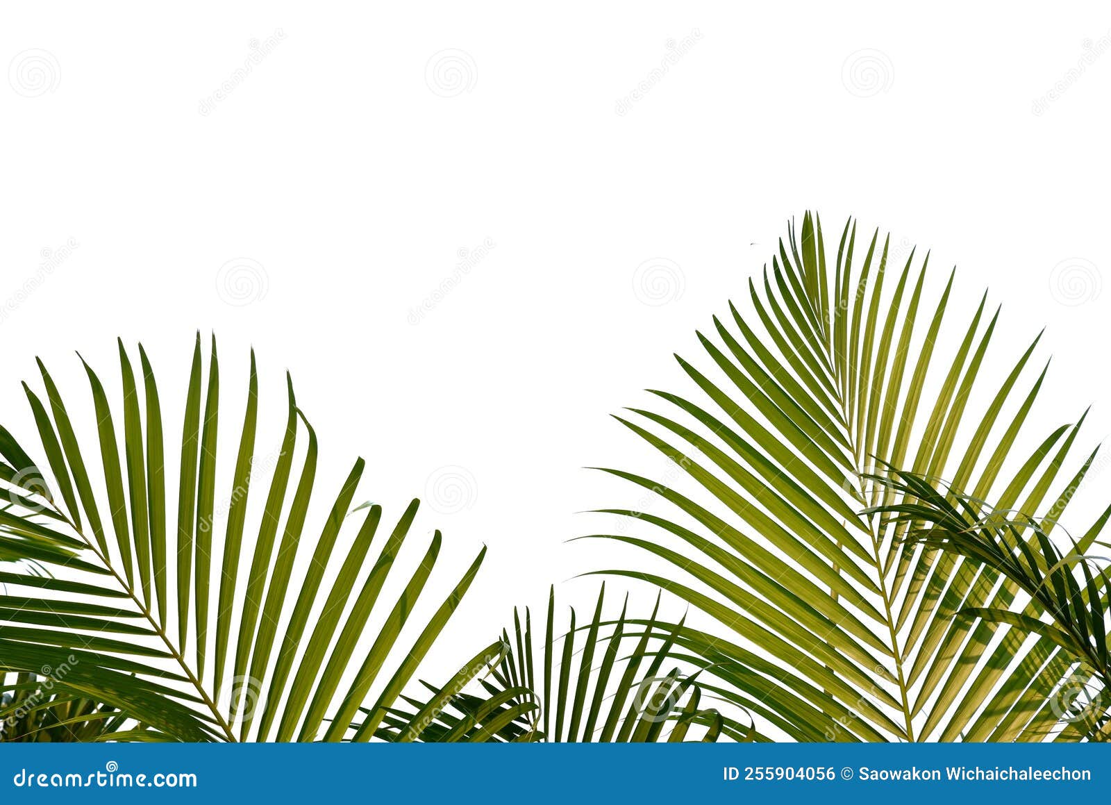 Coconut Leaves on White Isolated Background for Green Foliage Backdrop ...