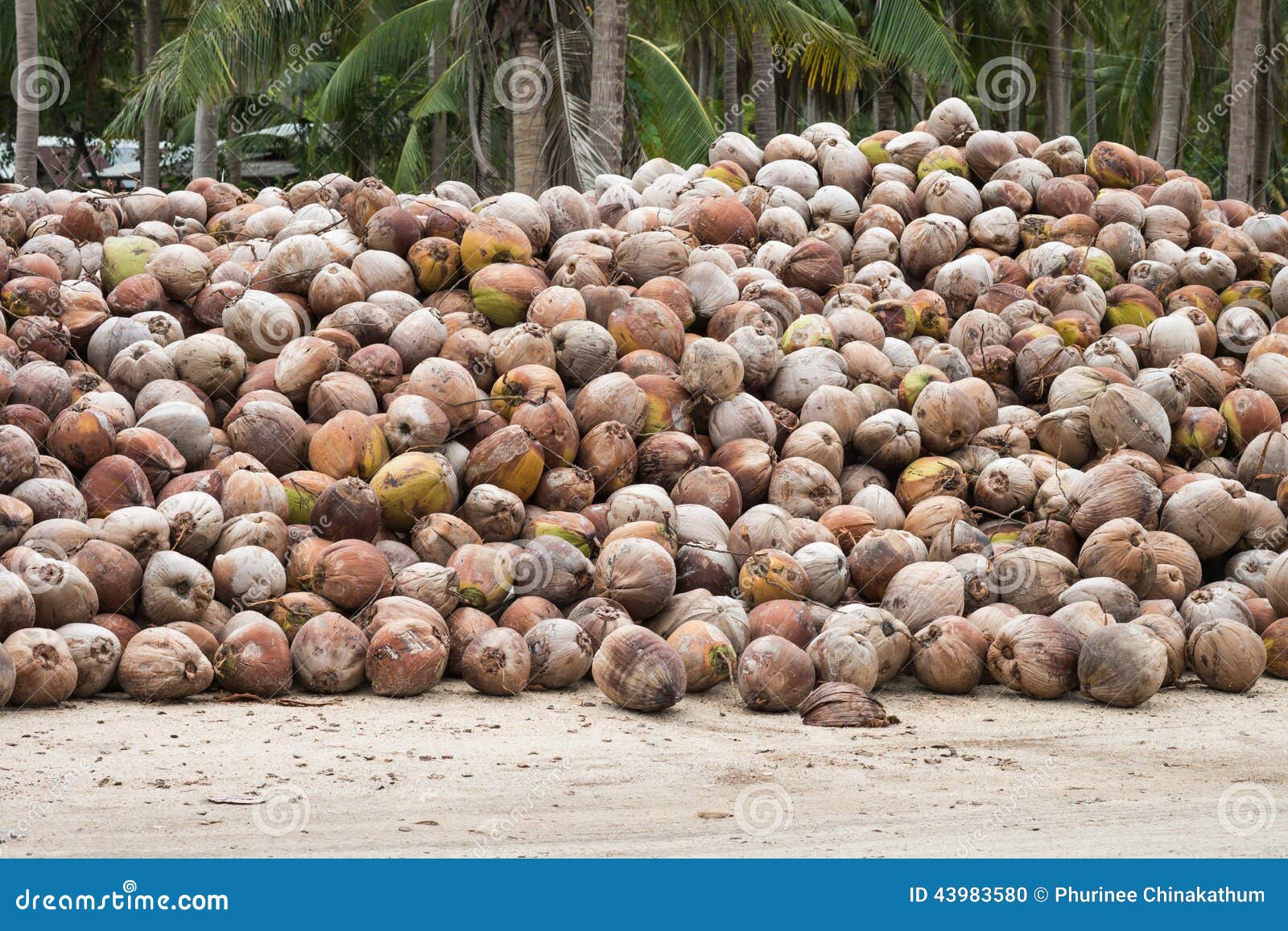 Coconut stock photo. Image of farm, coconut, palm, exotic - 43983580
