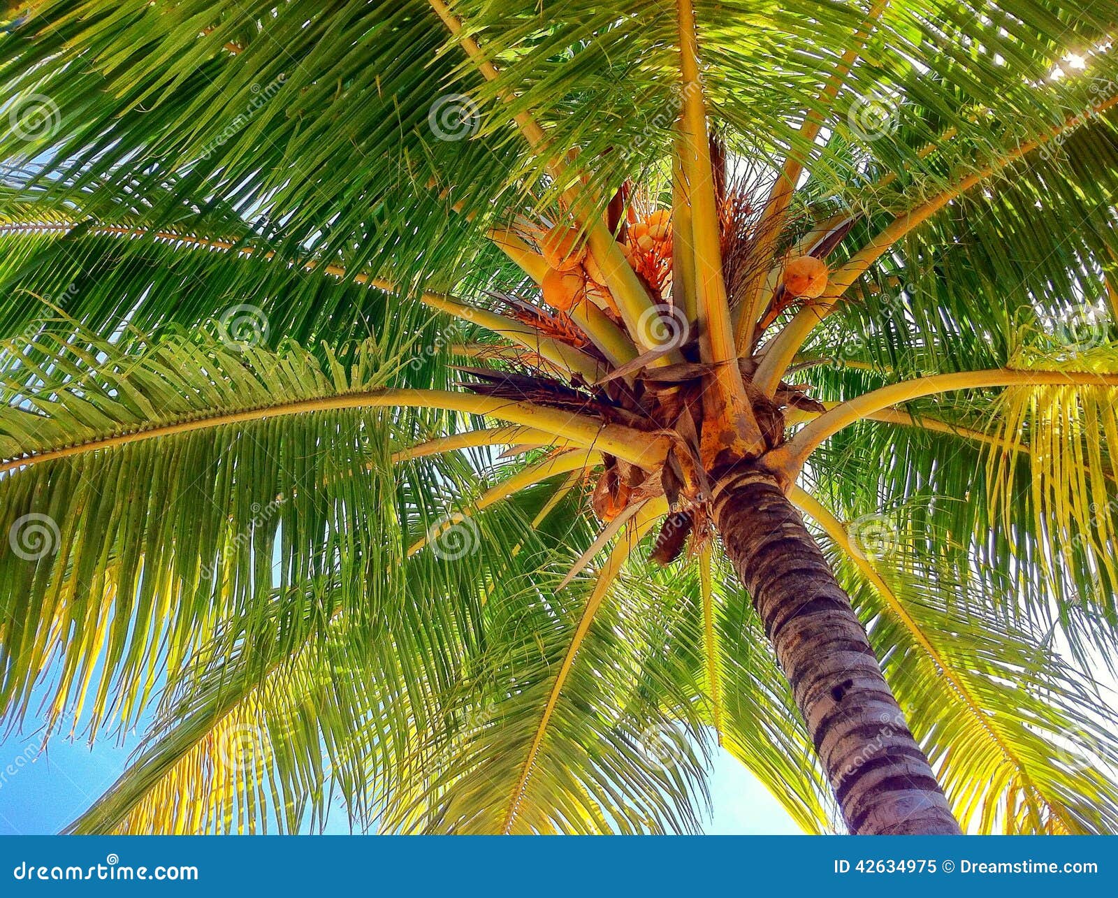 Coconut stock image. Image of summer, macapuno, coconut - 42634975