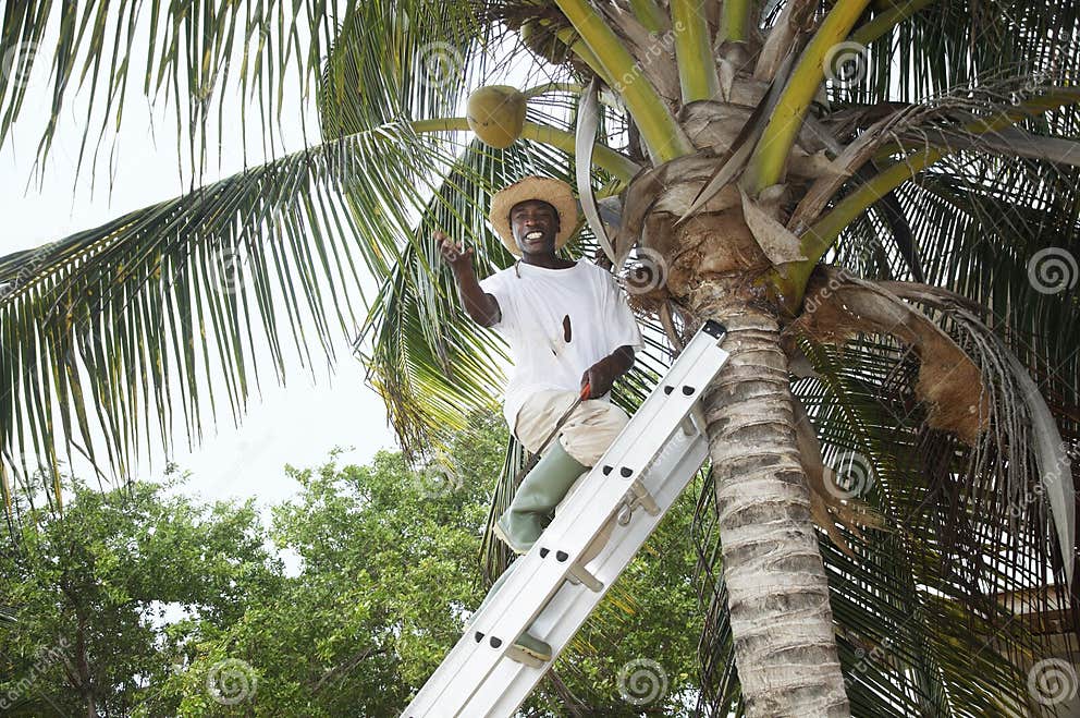 Coconut man stock image. Image of gathering, coconut - 20940403