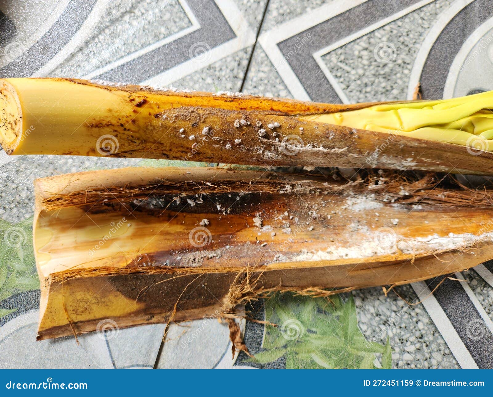 Spiked Mealybug, Nipa Mealybug, Avocado Mealybug, Sugarapple Mealybug ...