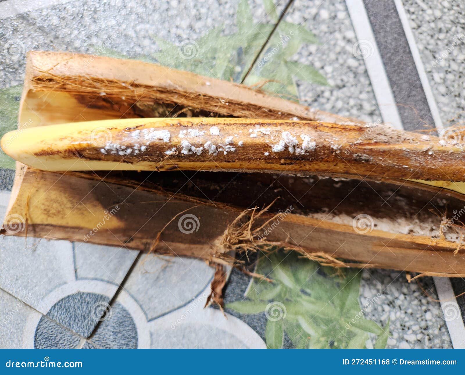 The Coconut Mealybug, Nipaecoccus Nipae (Maskell) Stock Photo - Image ...