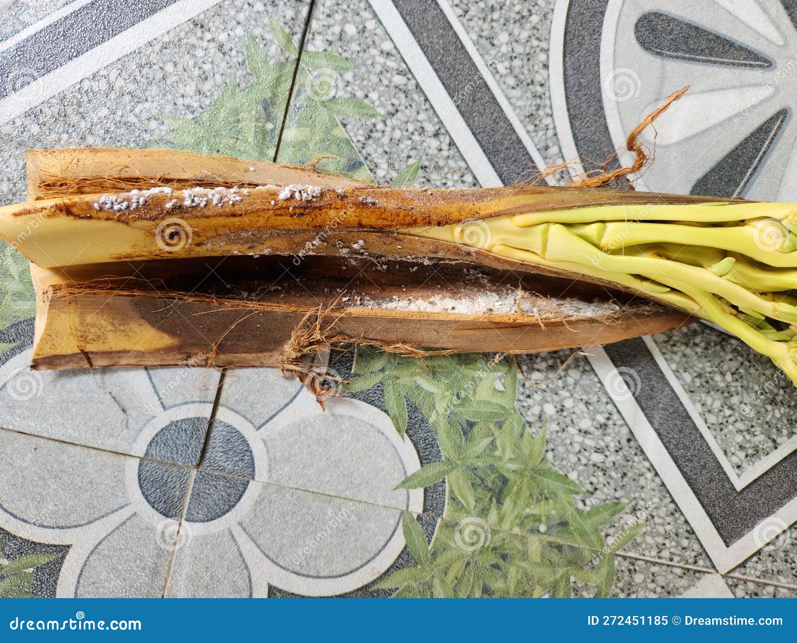 The Coconut Mealybug, Nipaecoccus Nipae (Maskell) Stock Image - Image ...