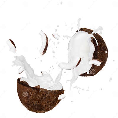 Coconut with milk splash stock photo. Image of splattered - 29024150