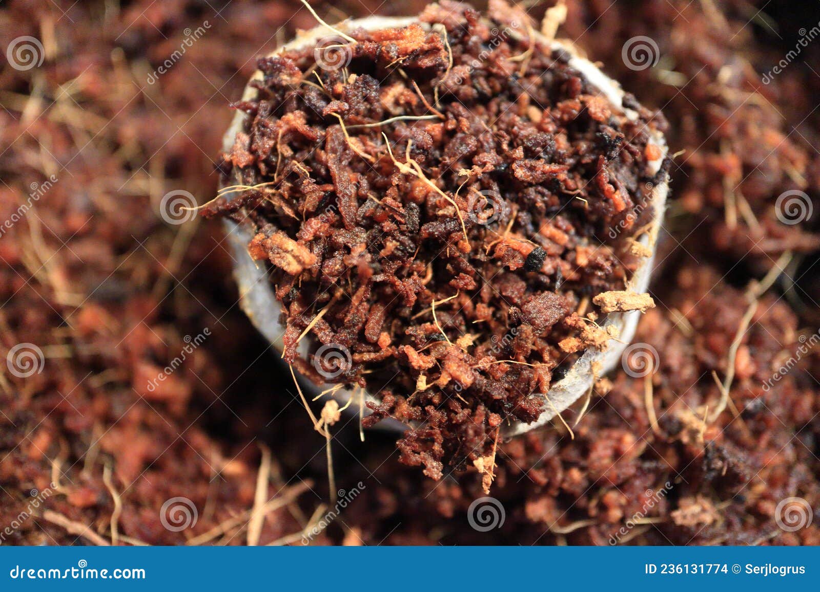 Coconut Mulch. Coconut Substrate Stock Photo - Image of coco ...