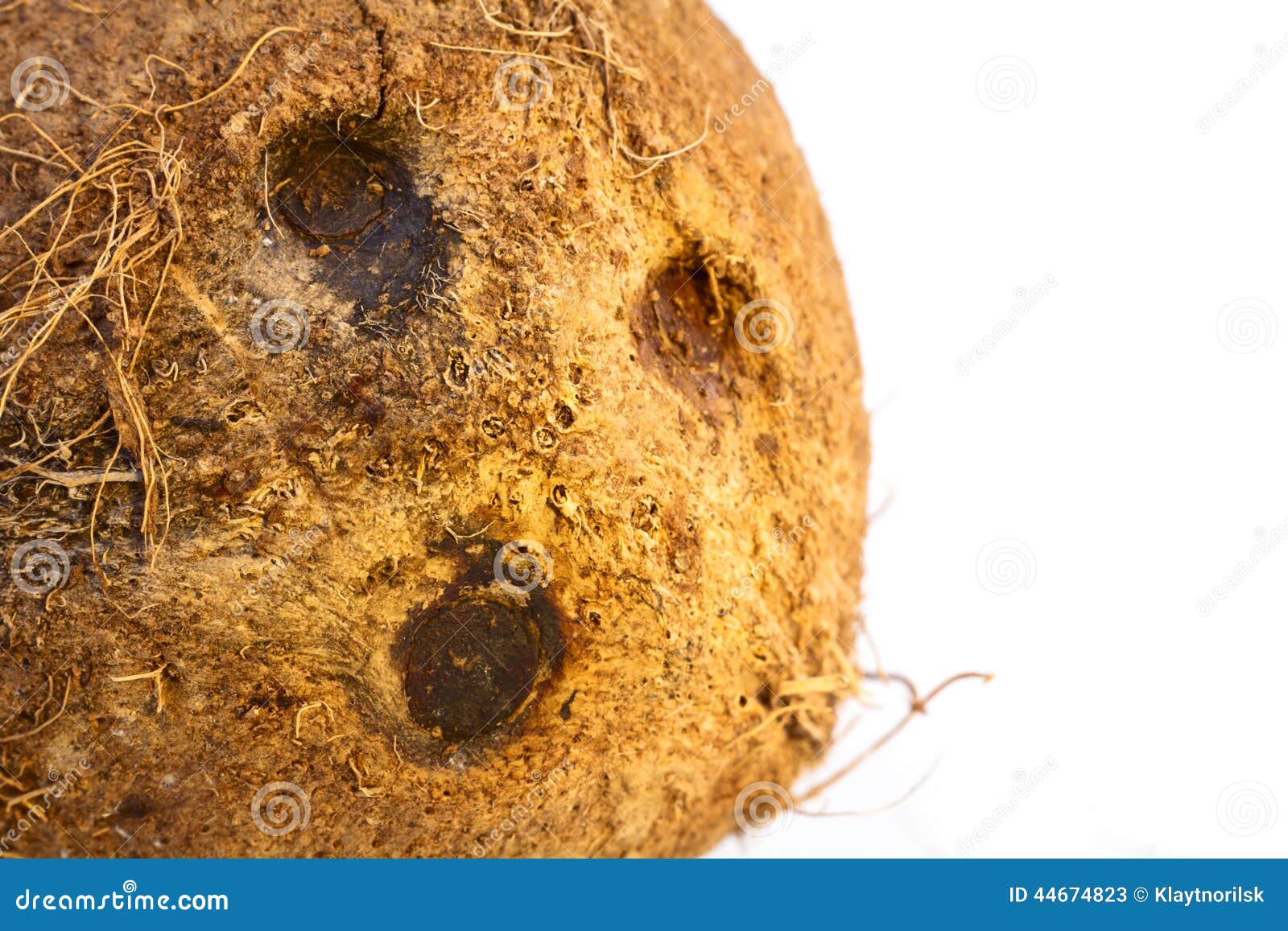 Coconut stock image. Image of nuts, shell, cocoanut, single - 44674823