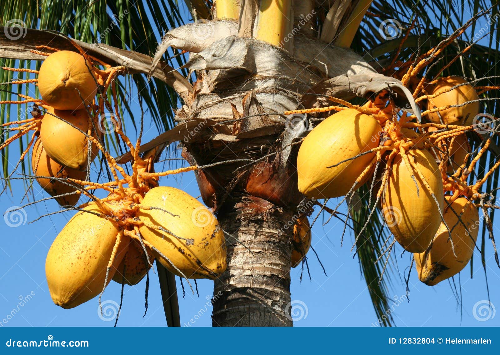 Coconut nut palm tree stock photo. Image of close, yellow - 12832804