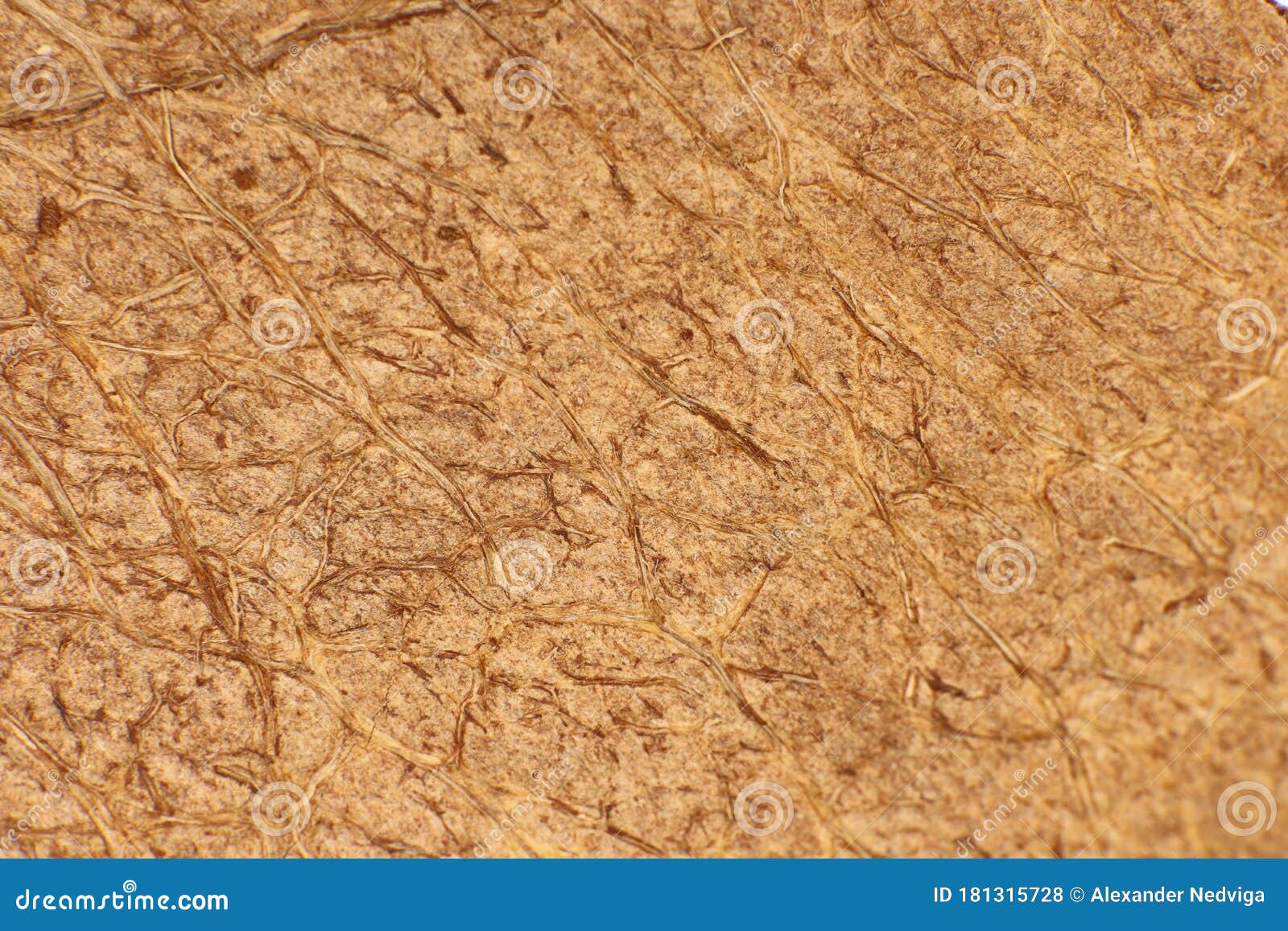 Coconut Nut Texture. stock photo. Image of backdrop - 181315728