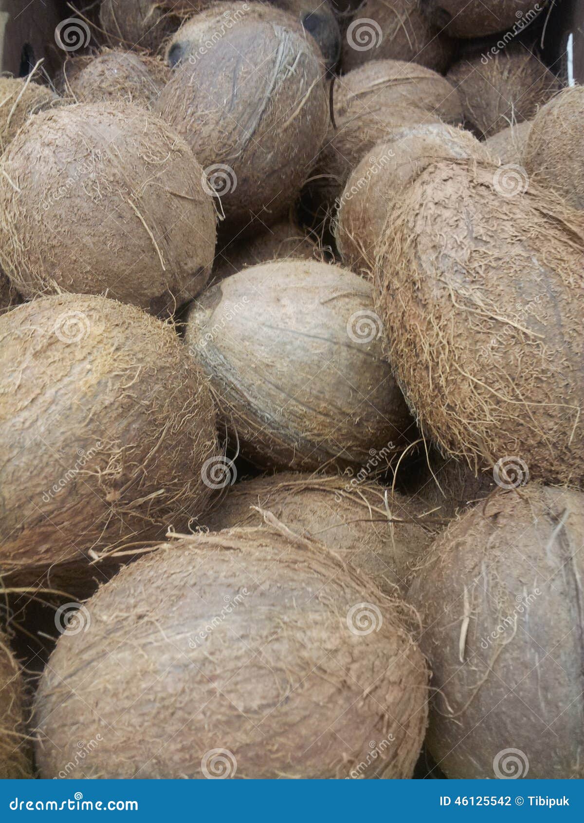 Coconut nuts stock photo. Image of tropical, milk, exotic - 46125542