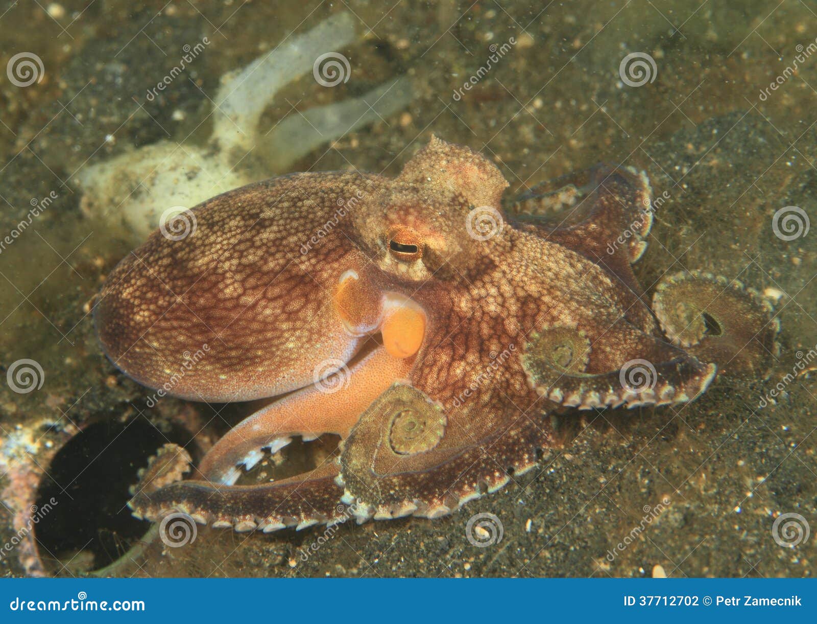 Coconut octopus stock photo. Image of underwater, watch - 37712702