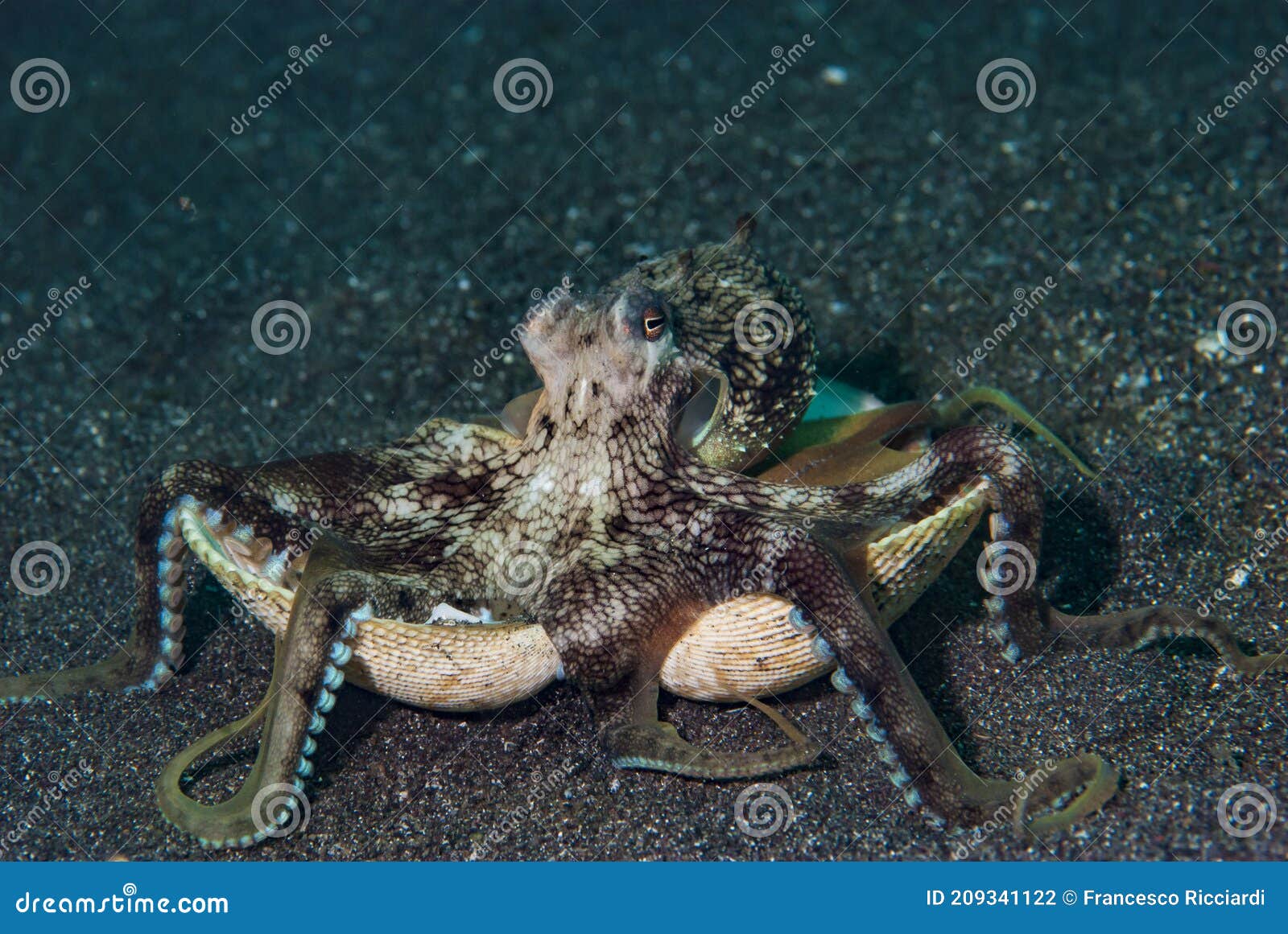 Coconut Octopus Amphioctopus Marginatus Stock Photo - Image of coconut ...