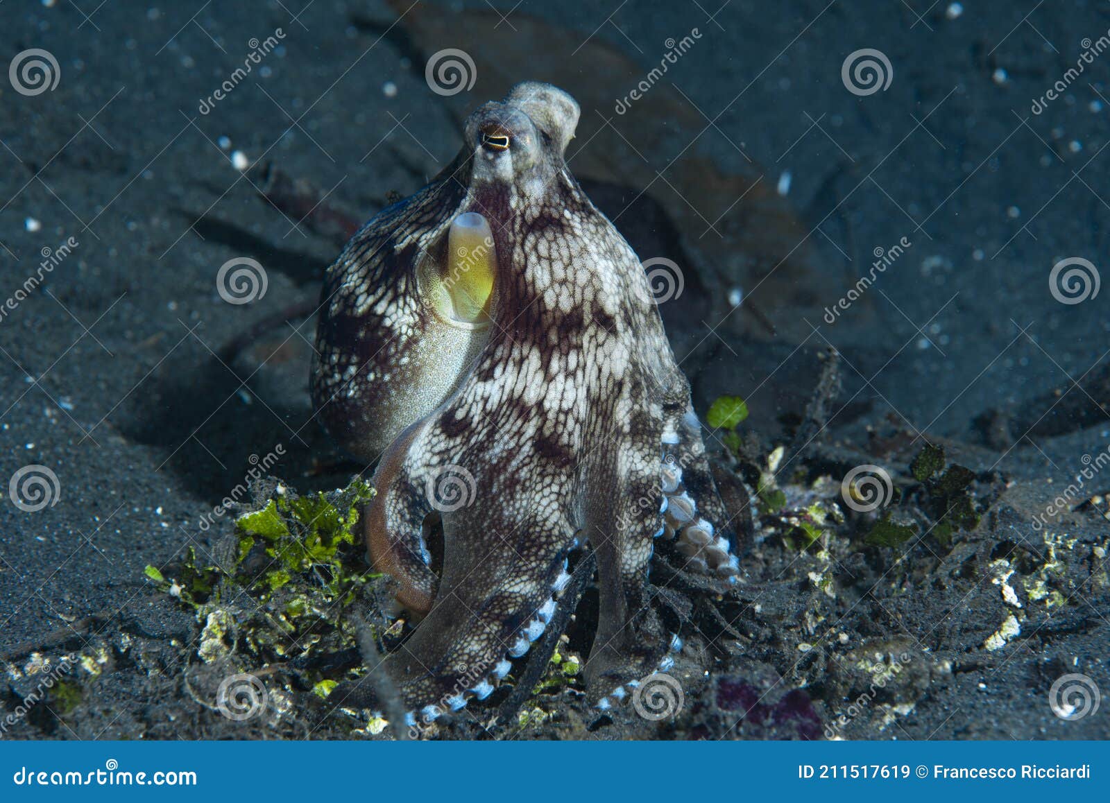 Coconut Octopus Amphioctopus Marginatus Stock Image - Image of ...