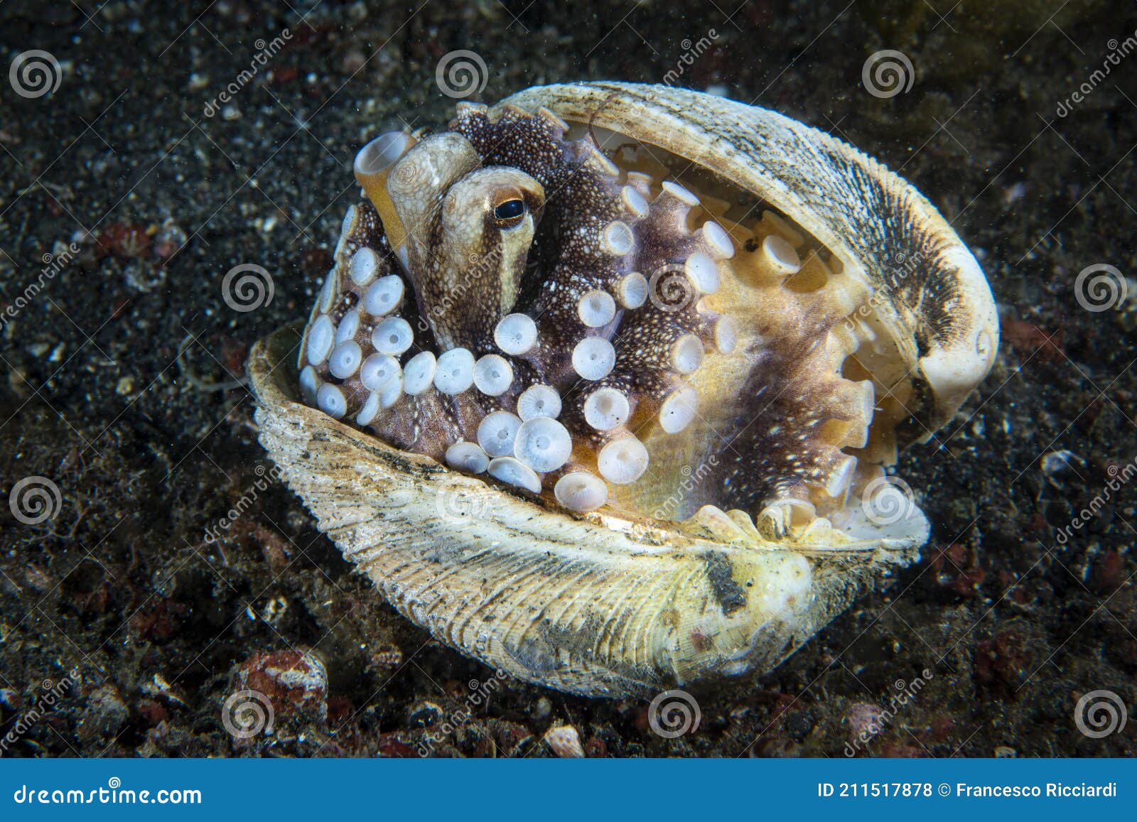 Coconut Octopus Amphioctopus Marginatus Hiding in a Shell Stock Photo ...