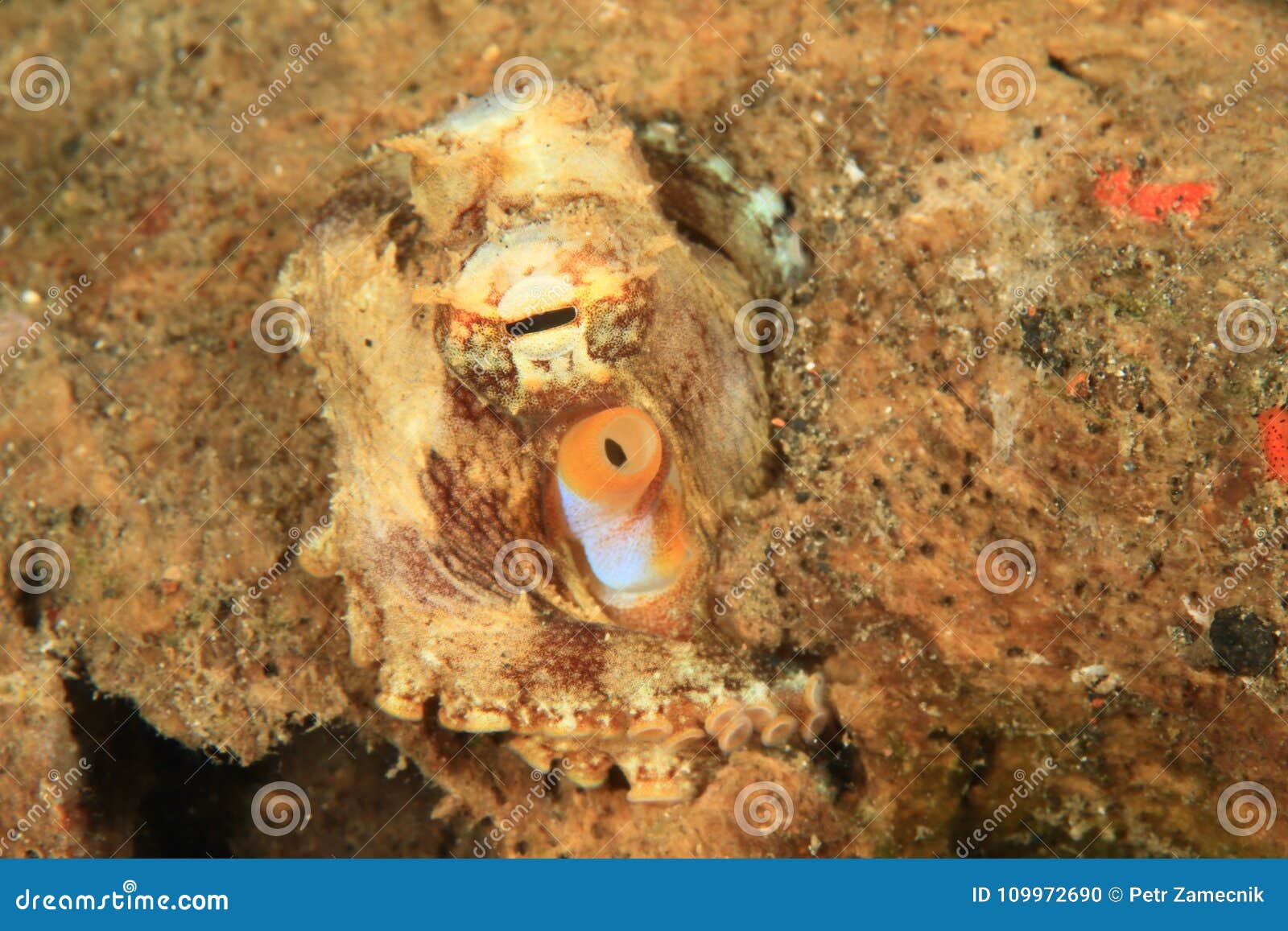 Coconut Octopus - Amphioctopus Marginatus Stock Photo - Image of lembeh ... Coconut Octopus - Amphioctopus Marginatus Stock Photo - Image of lembeh ...