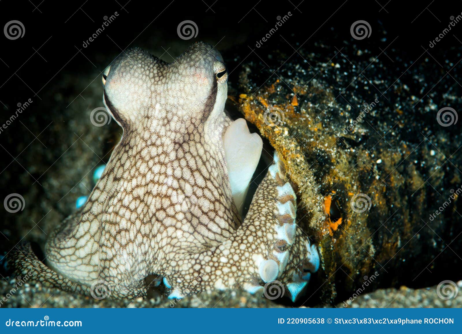 Coconut Octopus in Its Protective Shell on a Sandy Bottom Stock Photo ...
