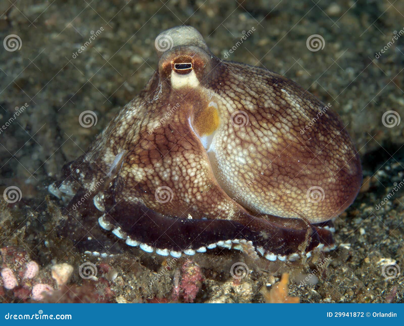 Coconut octopus stock photo. Image of lembeh, nature - 29941872