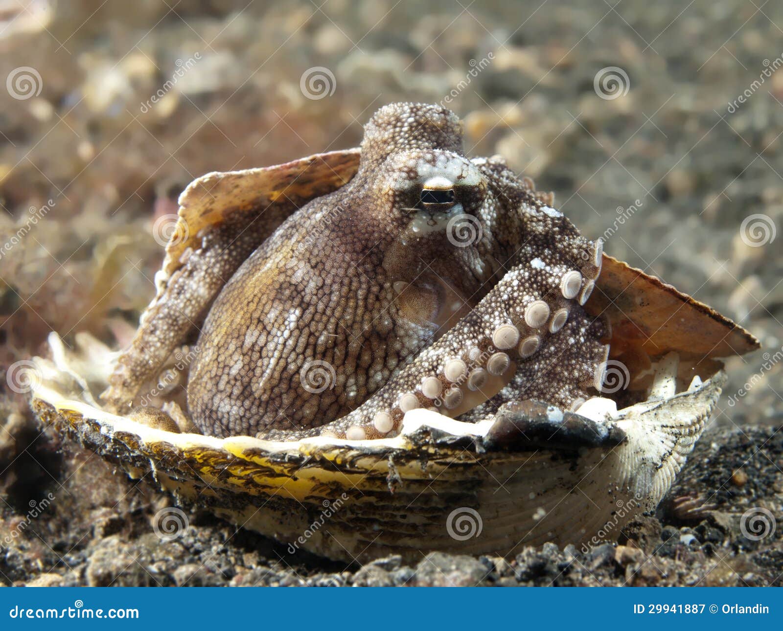 Coconut octopus stock image. Image of world, diving, lembeh - 29941887