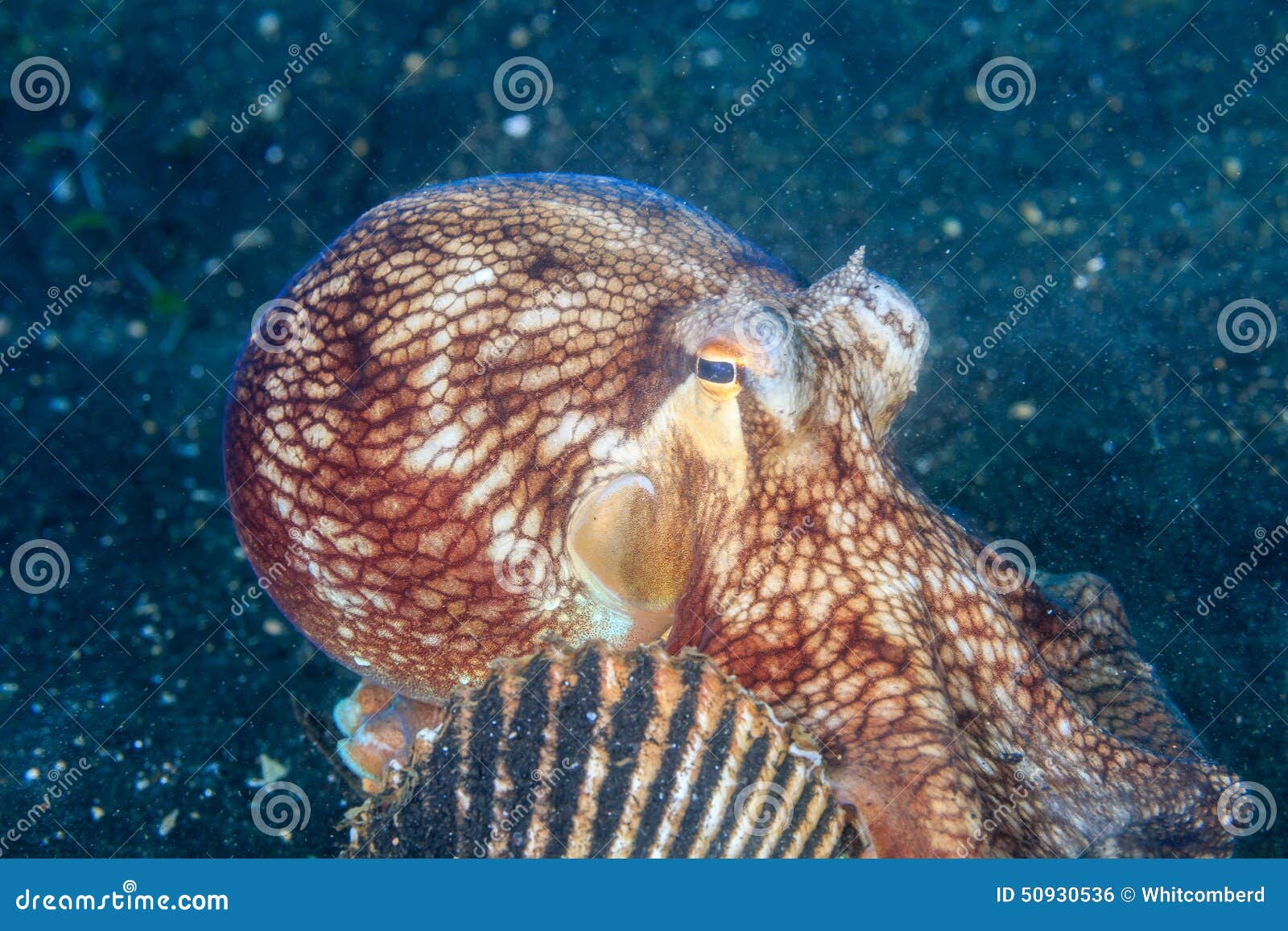 Coconut Octopus in a shell stock photo. Image of ocean - 50930536
