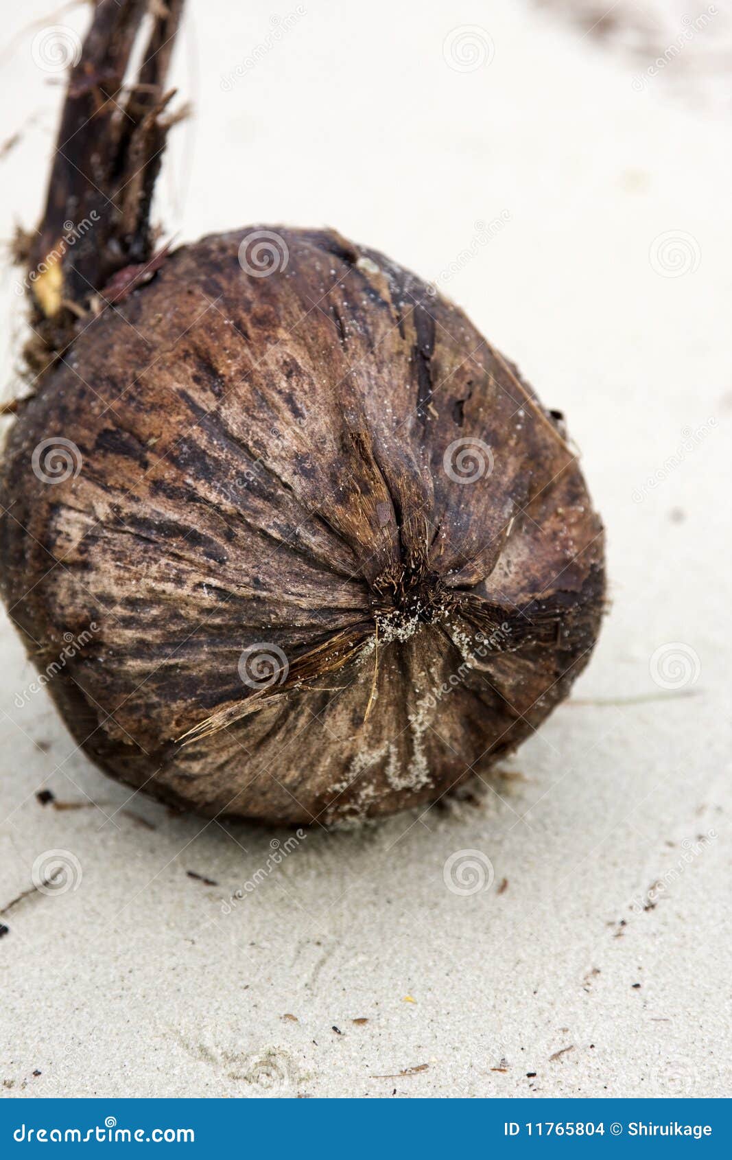 Coconut Old stock photo. Image of torn, coconut, stem - 11765804