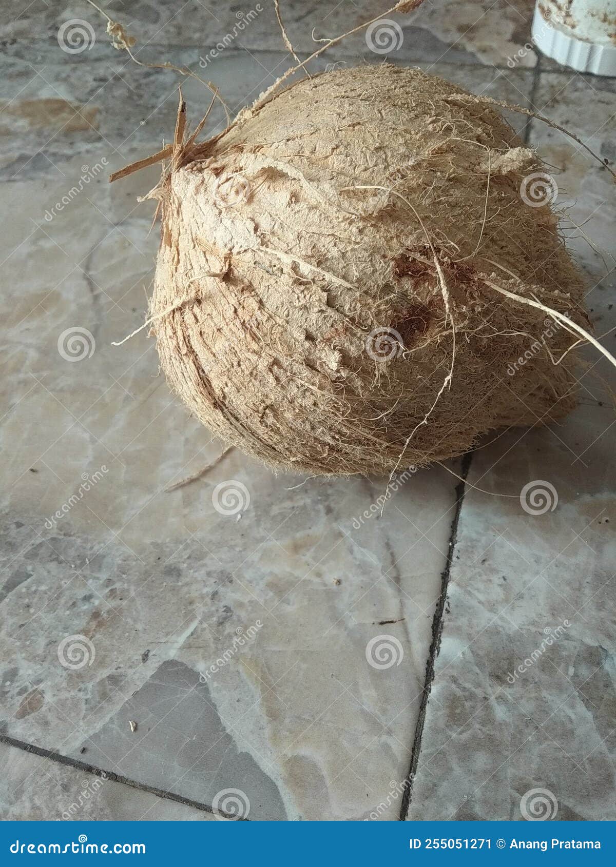 Coconut stock image. Image of food, dish, leaf, coconut - 255051271