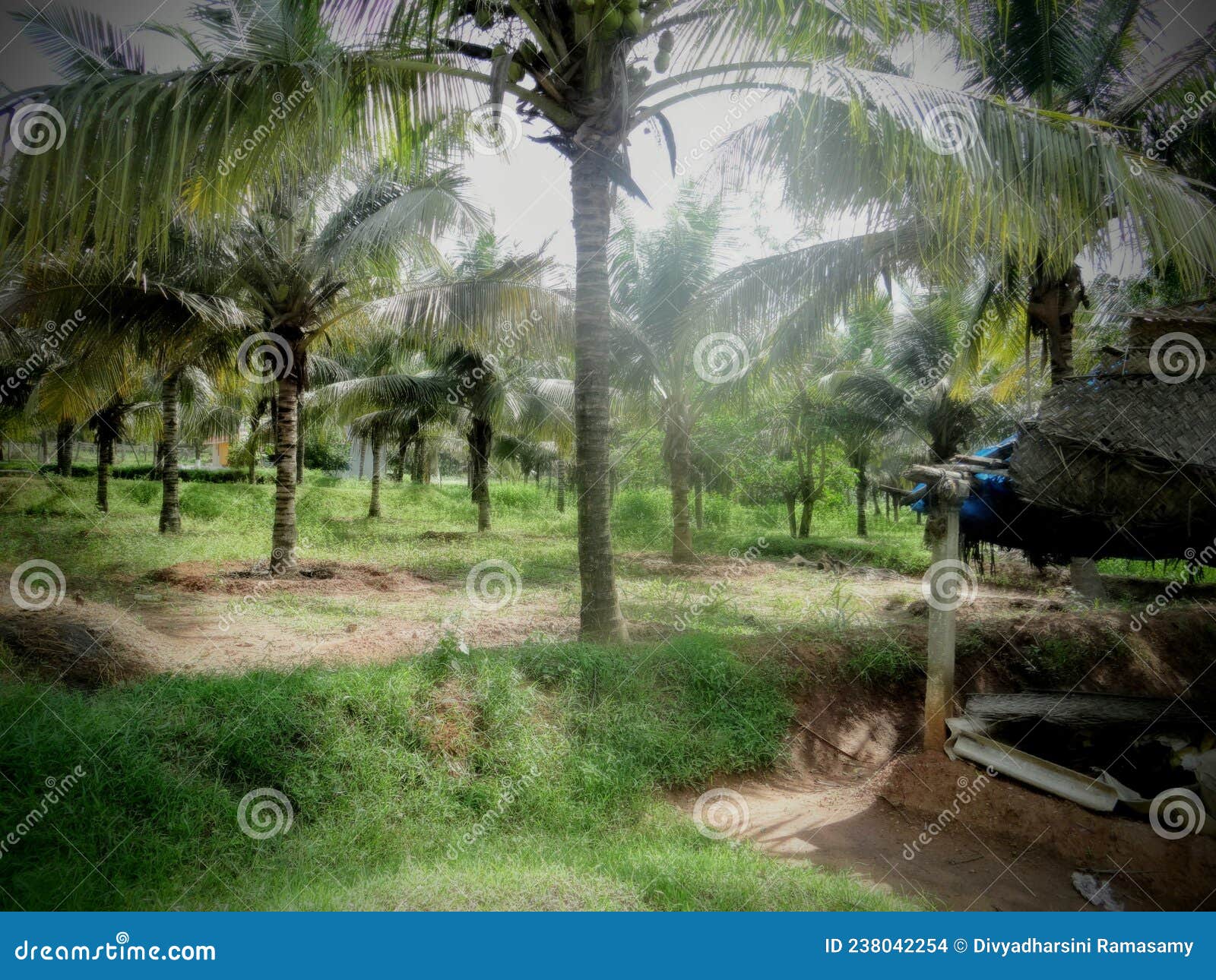 Coconut Orchard India Stock Photos - Free & Royalty-Free Stock Photos ...