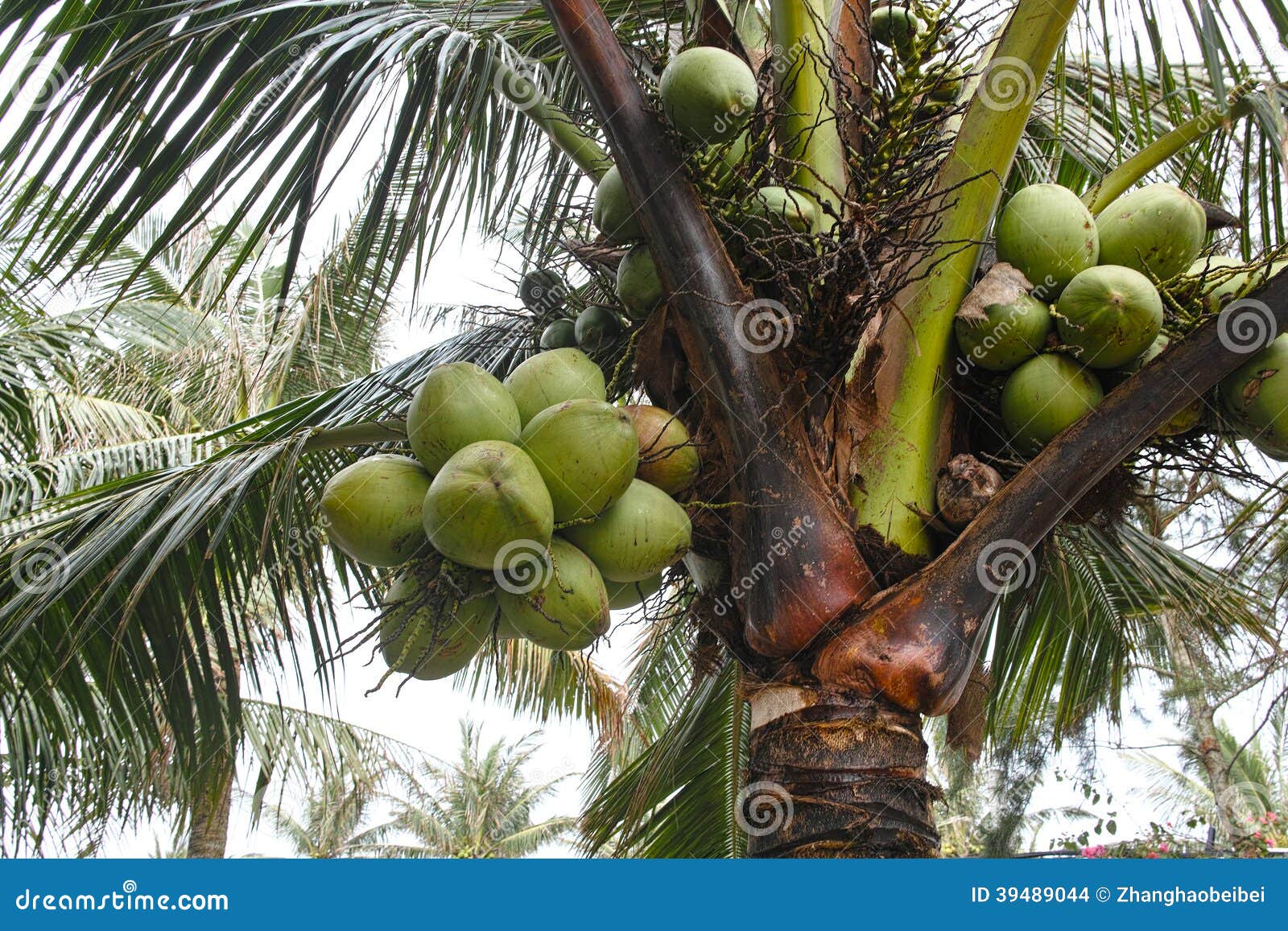 Coconut stock photo. Image of tropic, seed, fruits, cocos - 39489044