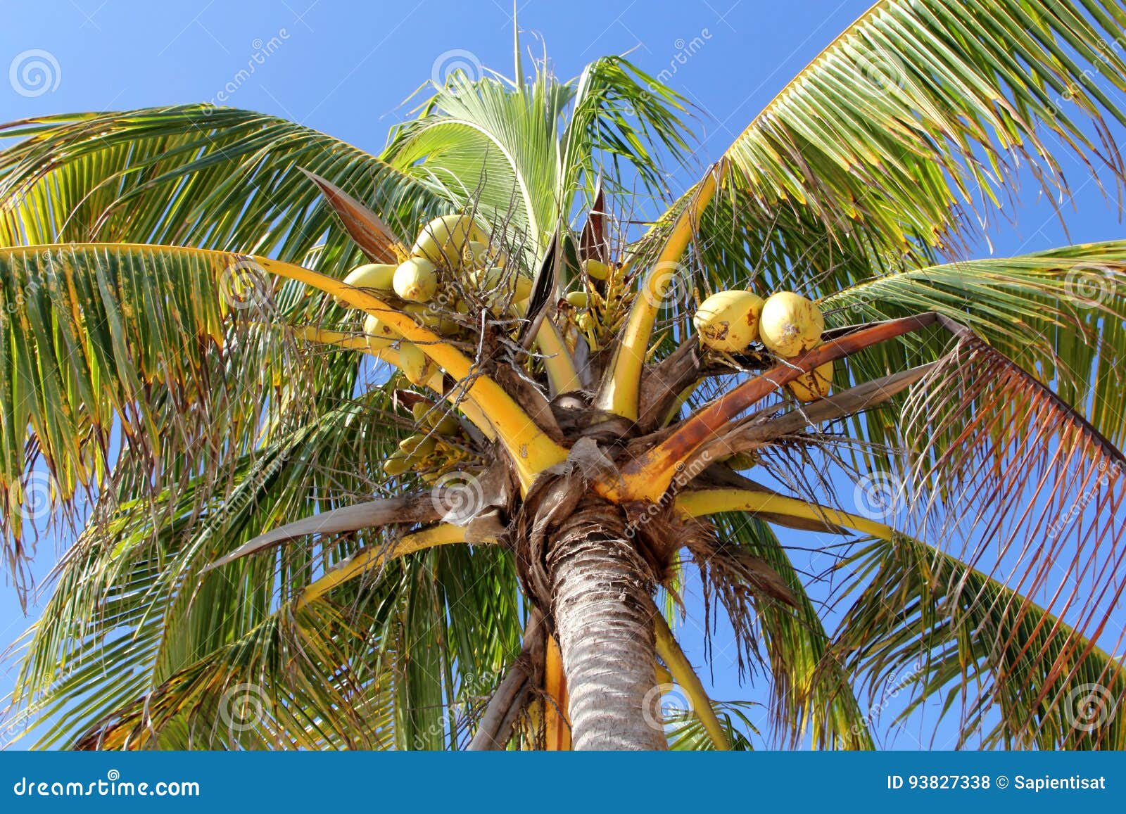 Coconut Palm stock photo. Image of green, botany, europe - 93827338
