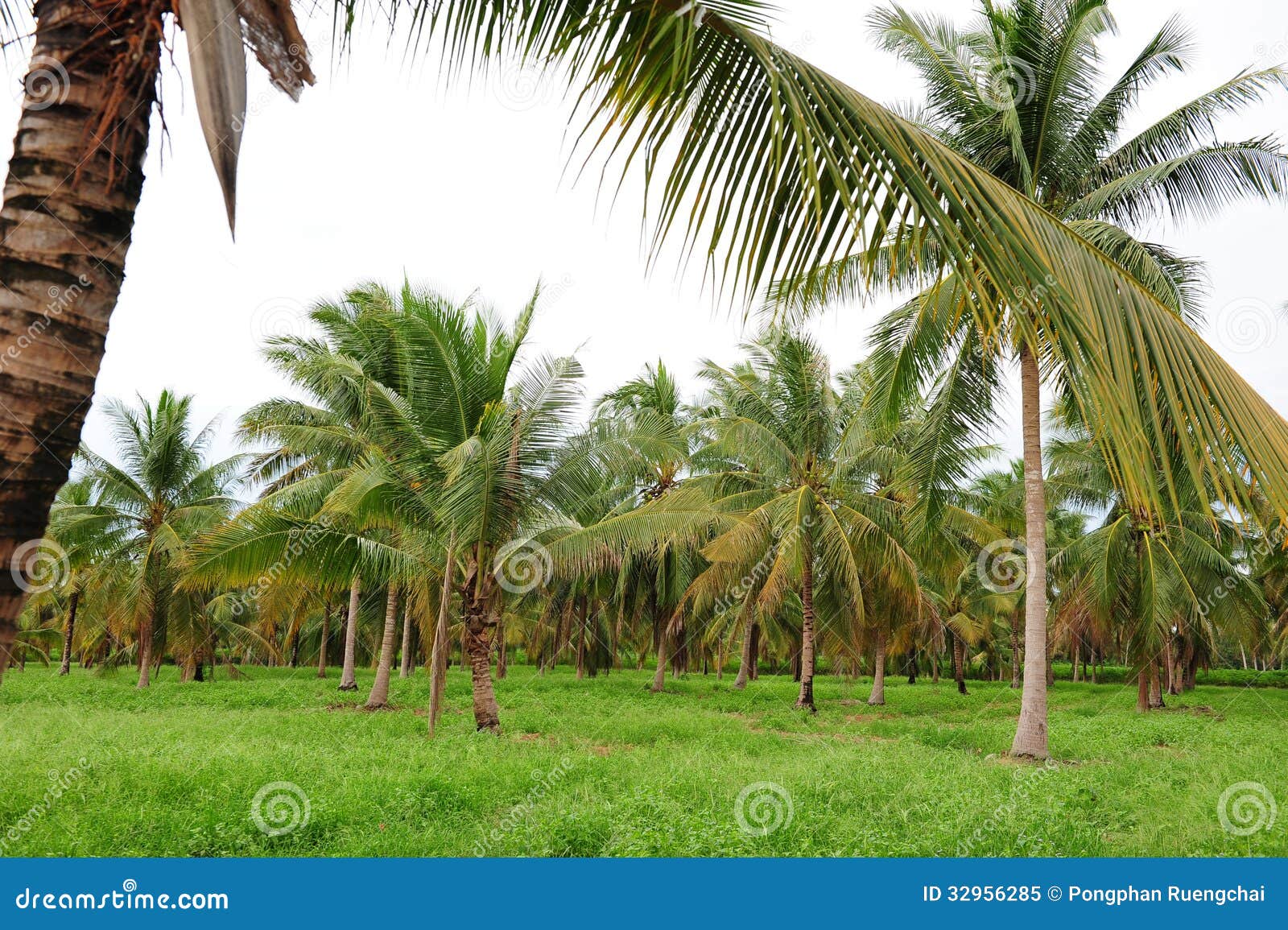 Coconut Palm Farm stock image. Image of coco, agriculture - 32956285